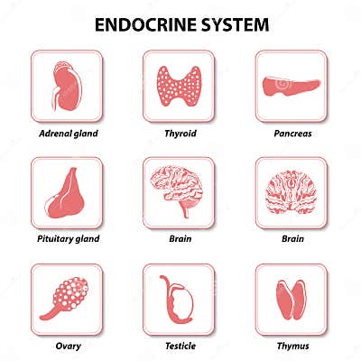 Endocrine System. Set Icons Stock Vector - Illustration of function ...