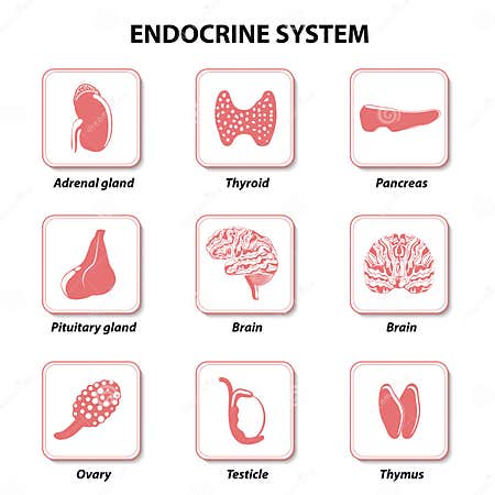 Endocrine System. Set Icons Stock Vector - Illustration of function ...