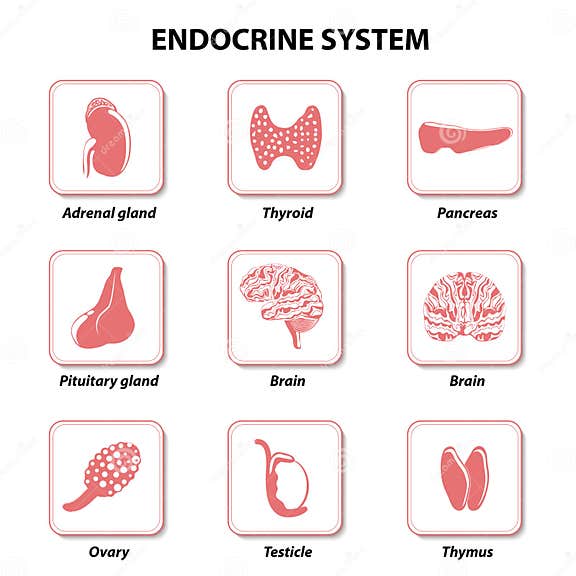 Endocrine System. Set Icons Stock Vector - Illustration of function ...