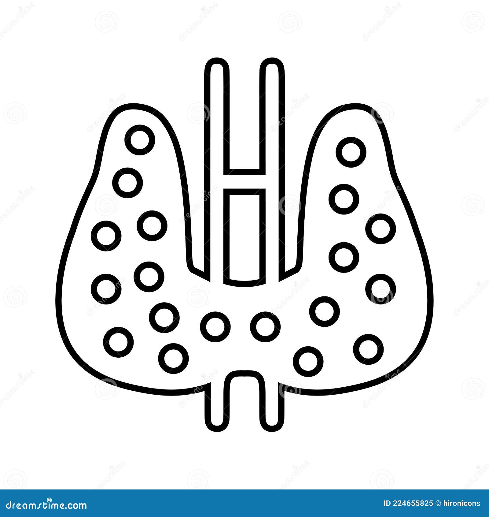 Endocrinology, Thyroid Line Icon. Outline Vector Stock Vector ...