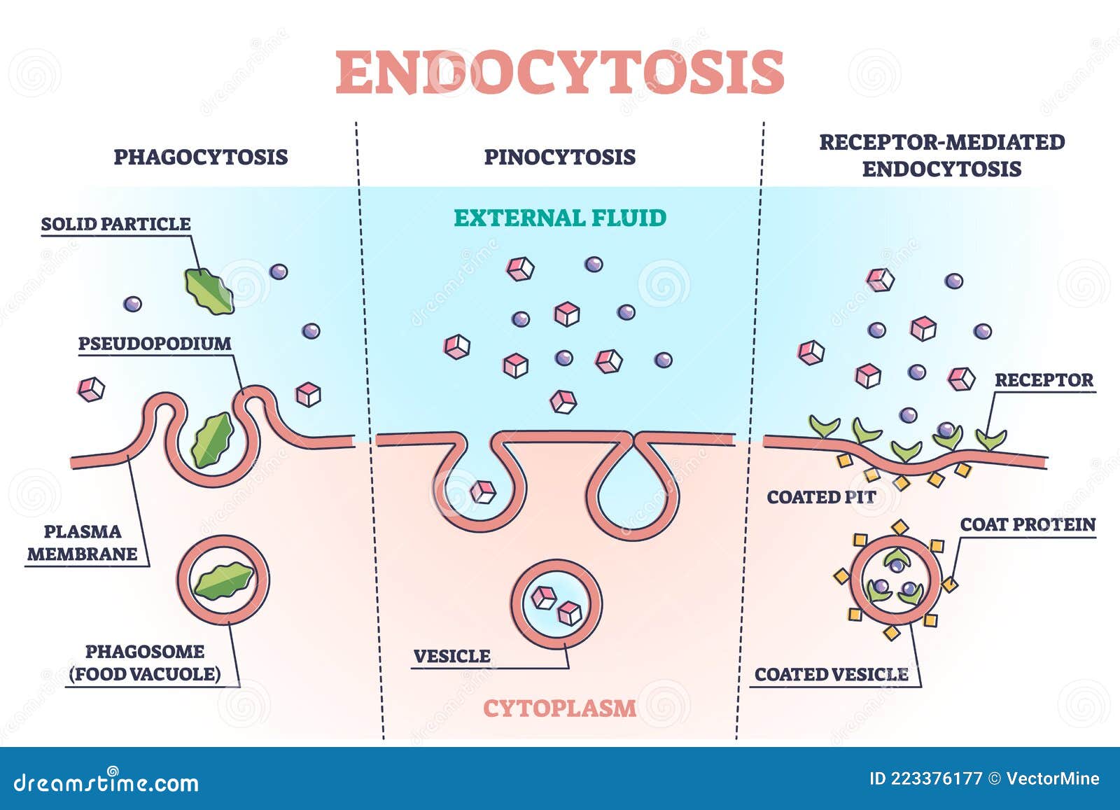 Receptor-mediated Endocytosis Royalty-Free Stock Photo | CartoonDealer ... Receptor-mediated Endocytosis Royalty-Free Stock Photo | CartoonDealer ...
