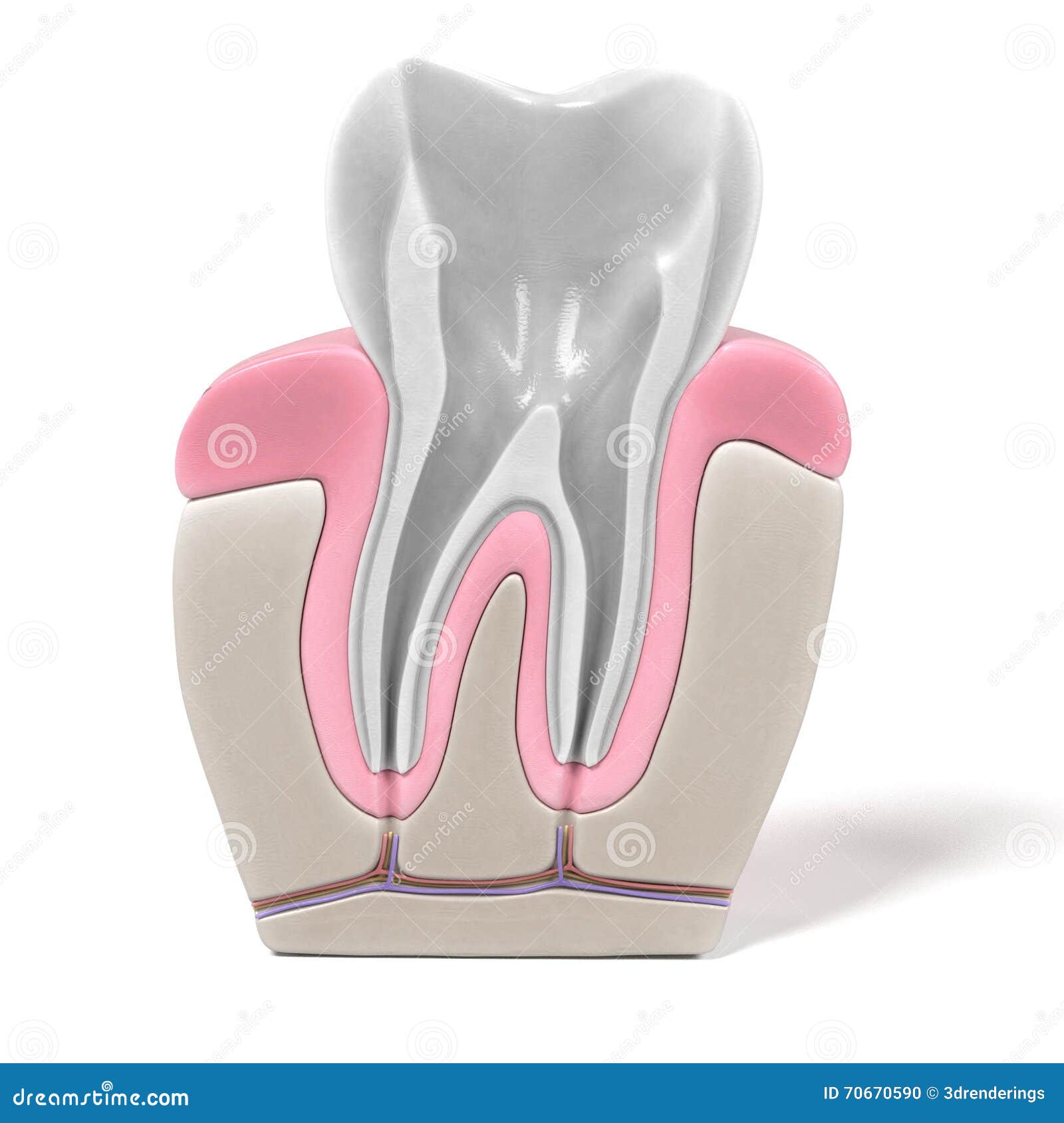 Endodontics - Root Canal Procedure Stock Illustration - Illustration of ...