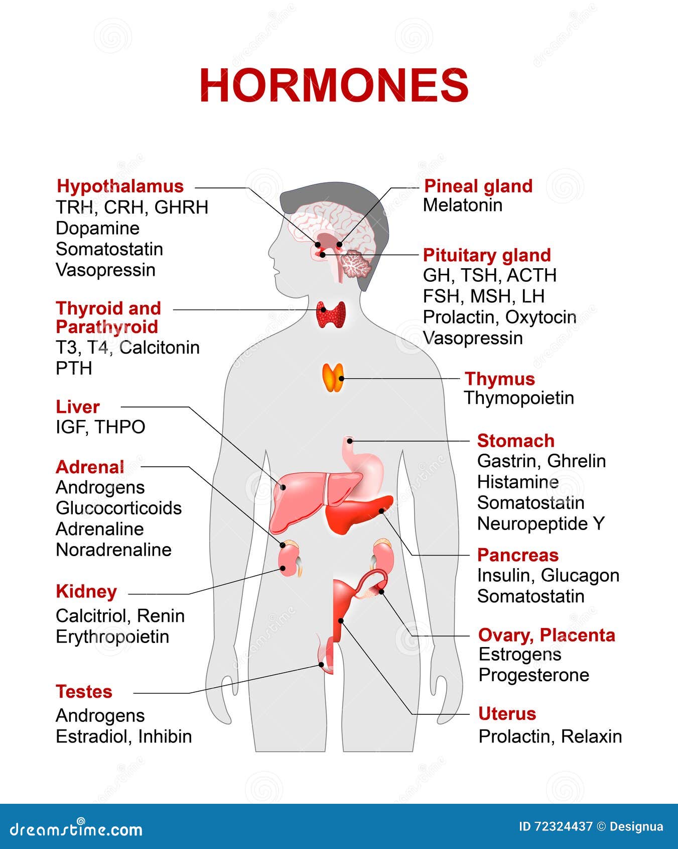 Endokrin Körtel Och Hormoner Vektor Illustrationer - Illustration av ...