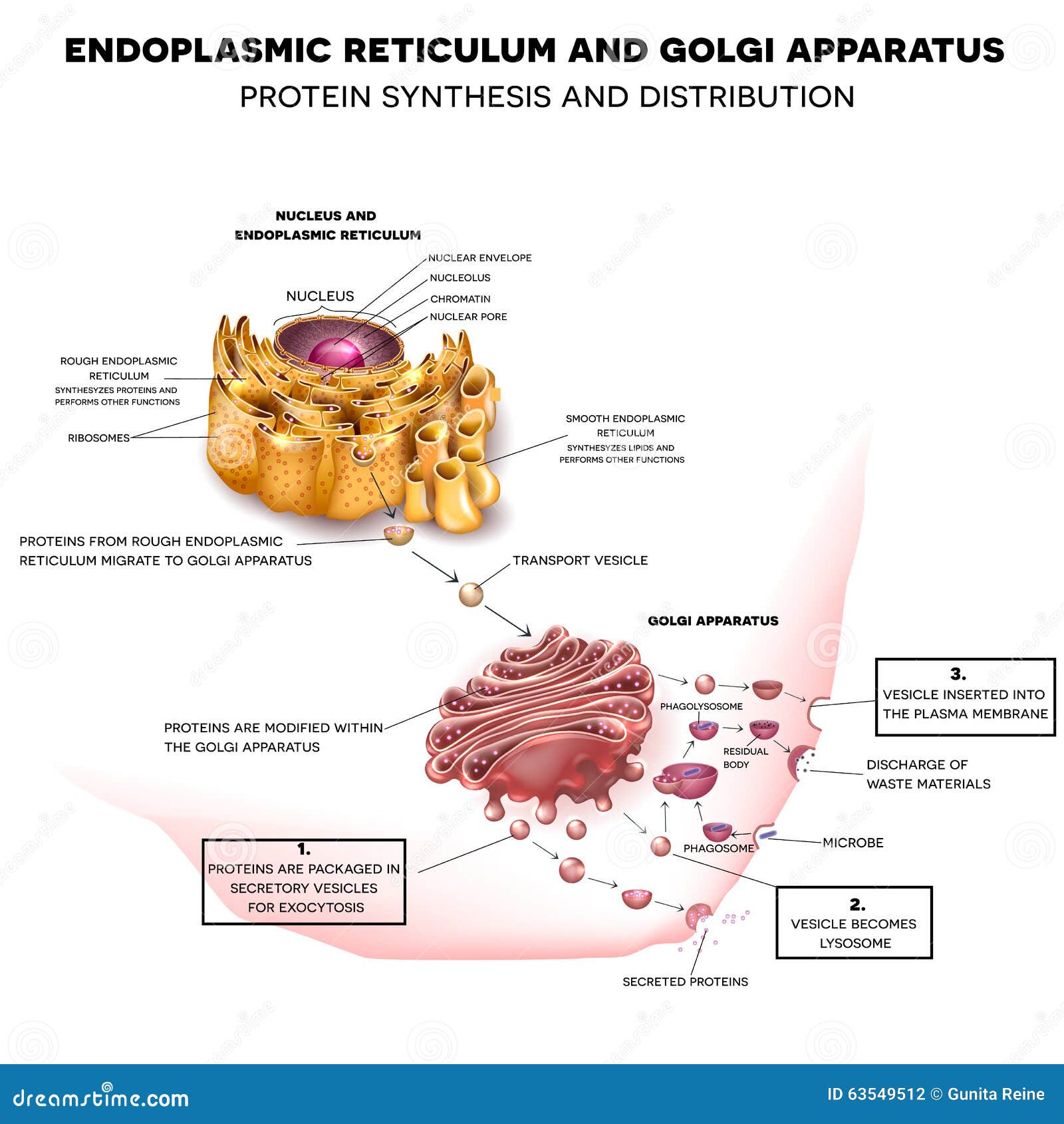Endoplasmanetzmagen Und Golgi-Apparat Vektor Abbildung - Illustration ...