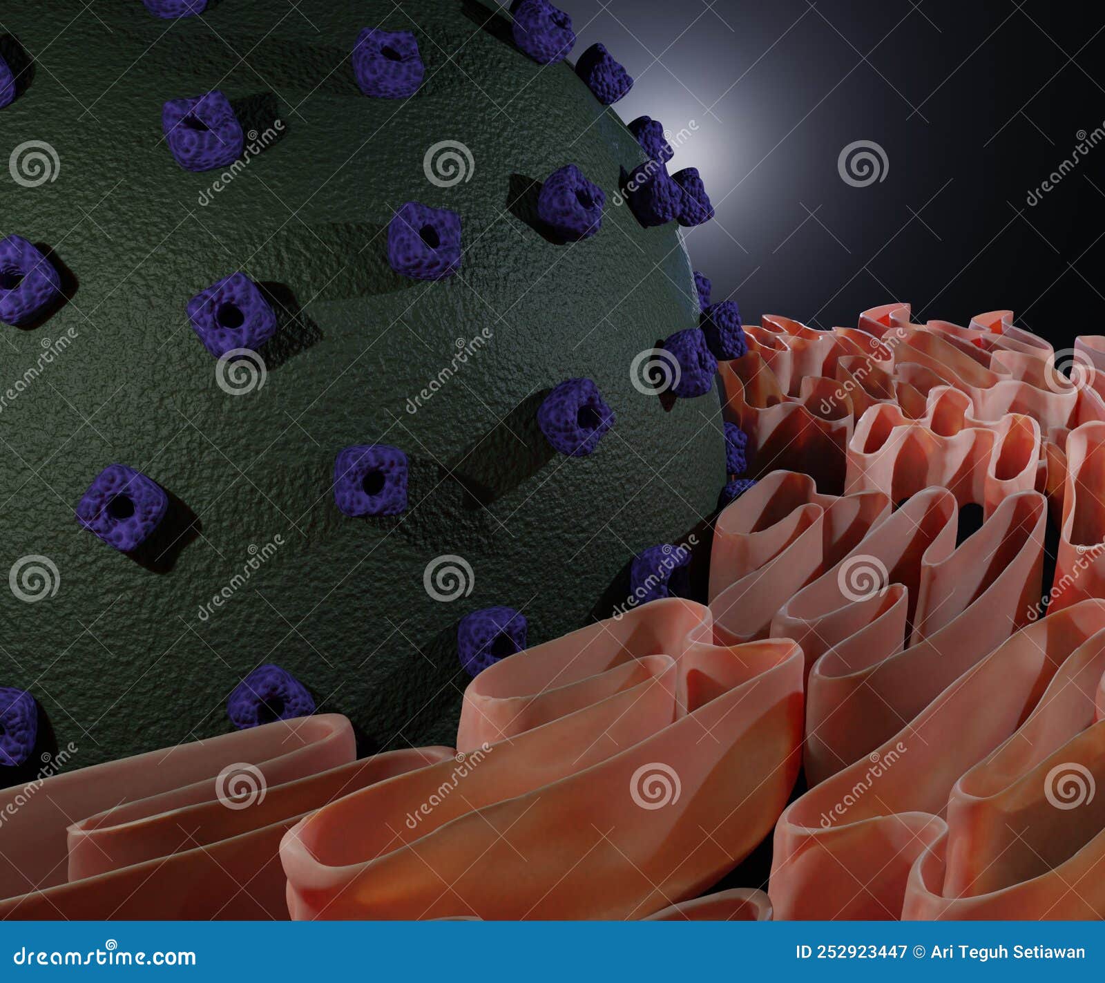 Endoplasmic Reticulum And The Cell Nucleus Royalty-Free Stock ...