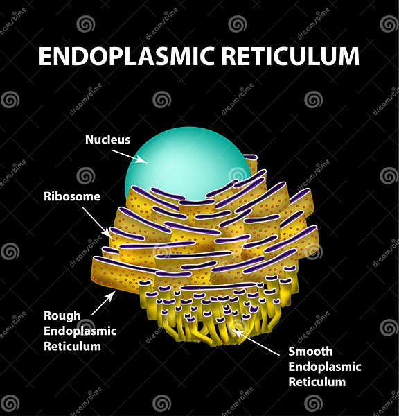 Endoplasmic Reticulum Structure Infographics. Vector Illustration Stock ...