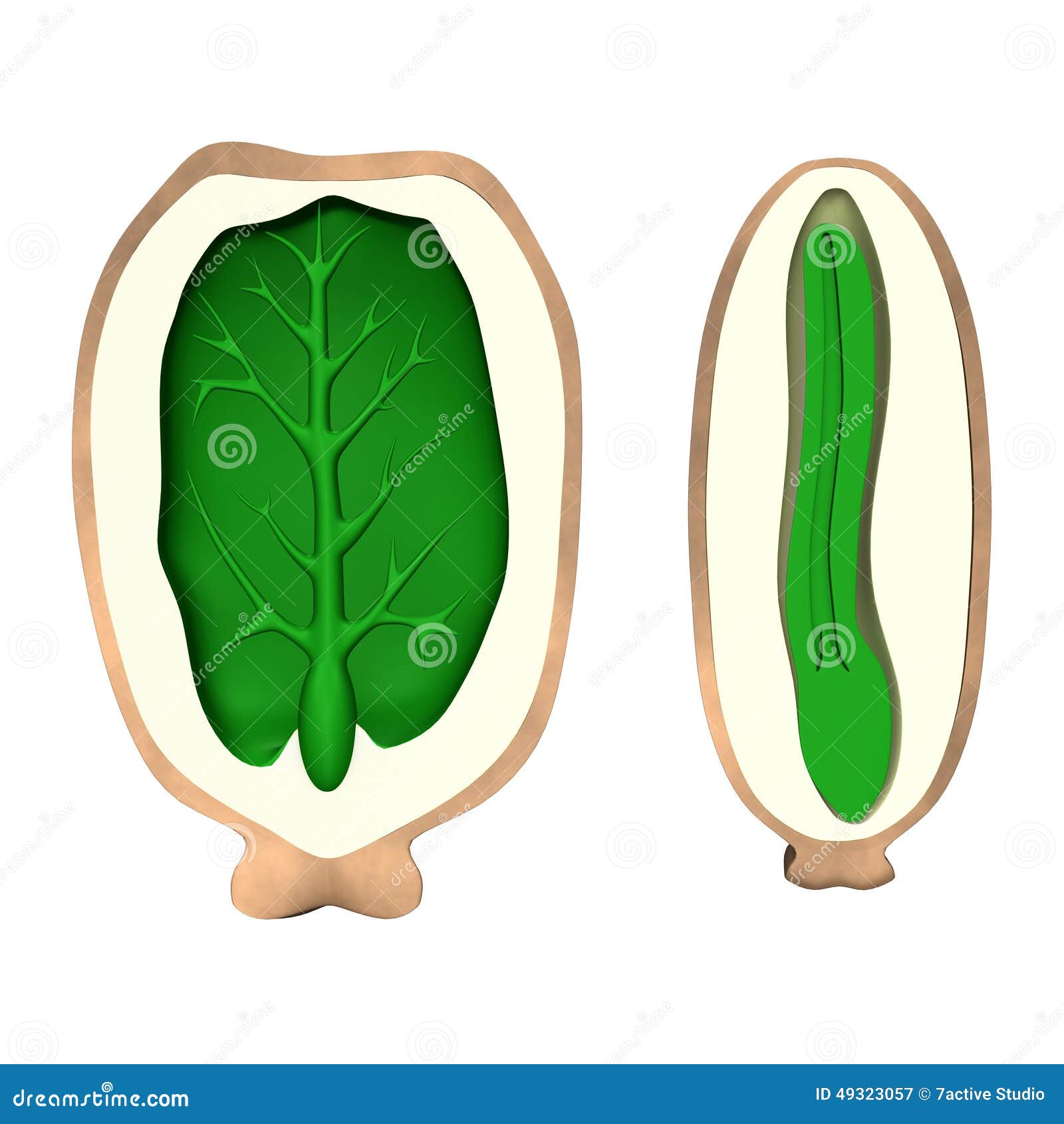 Endospermo De La Semilla De Ricino Stock de ilustración - Ilustración ...