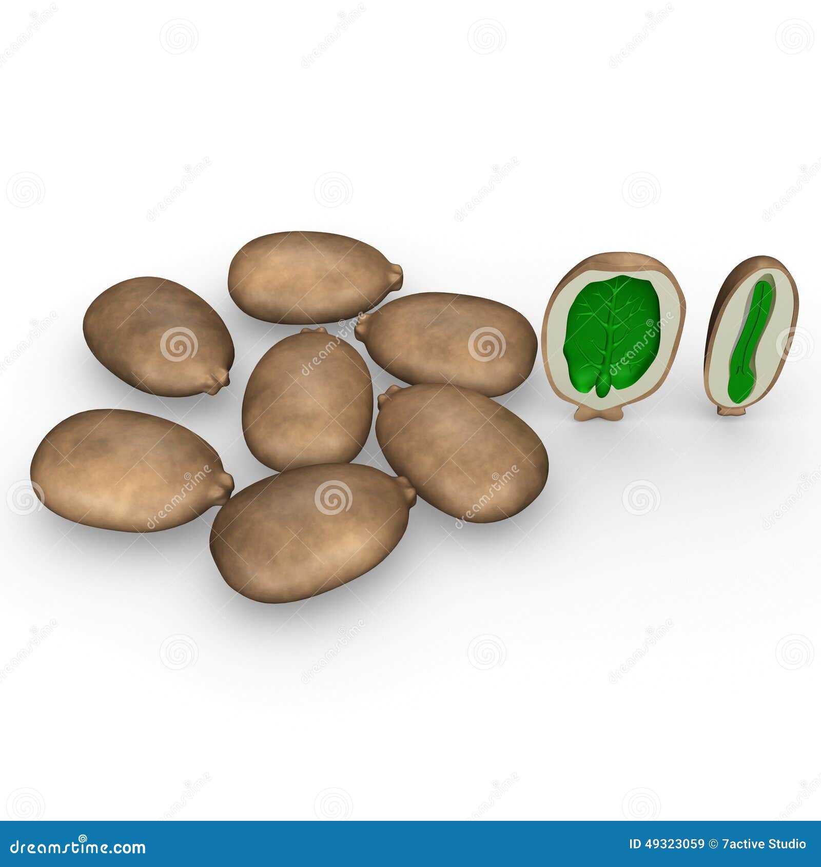 Endospermo De La Semilla De Ricino Stock de ilustración - Ilustración ...