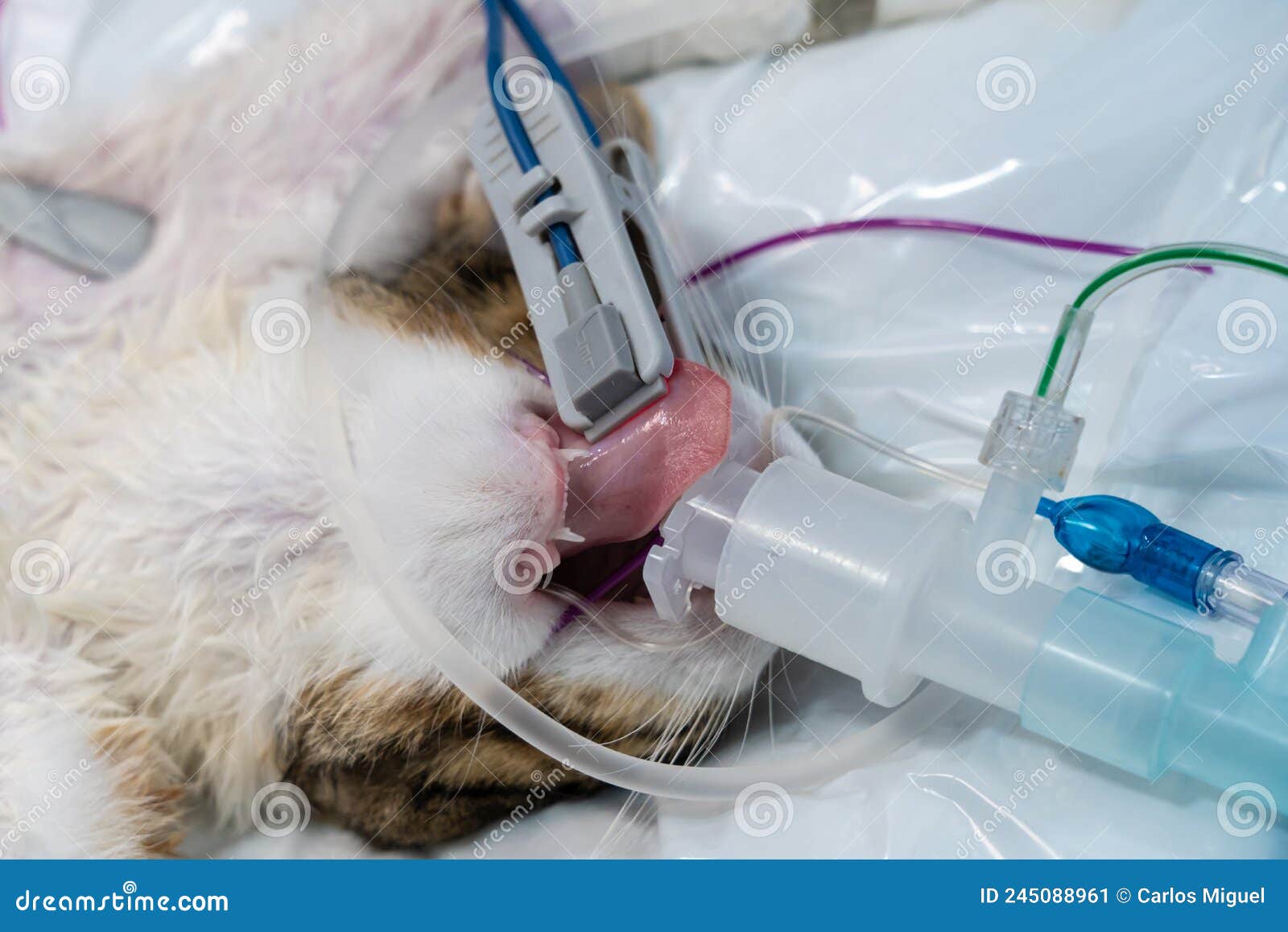 Endotracheal Intubation in a Sedated Cat Стоковое Изображение ...
