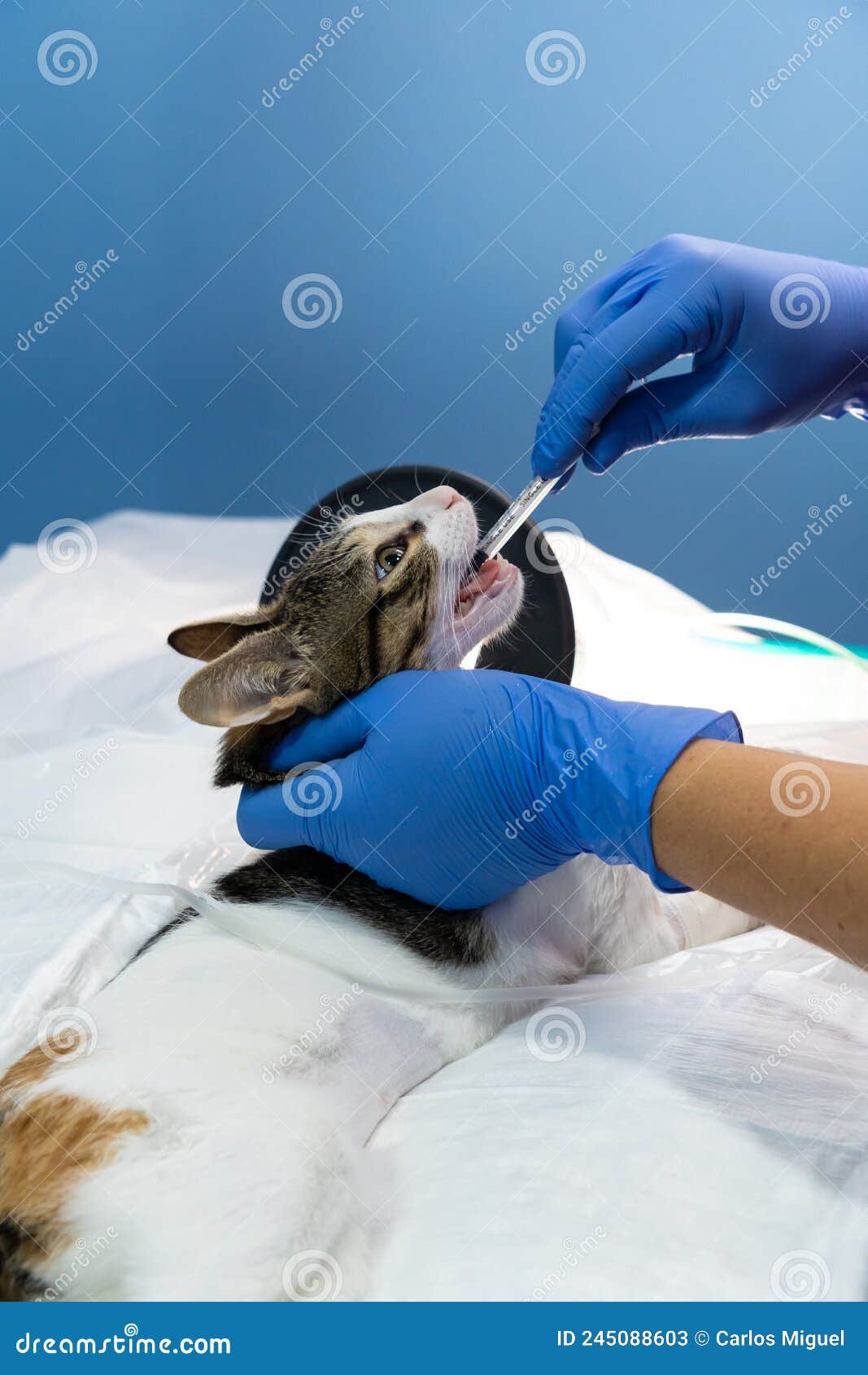 Endotracheal Intubation in a Sedated Cat Stock Image - Image of sterile ...