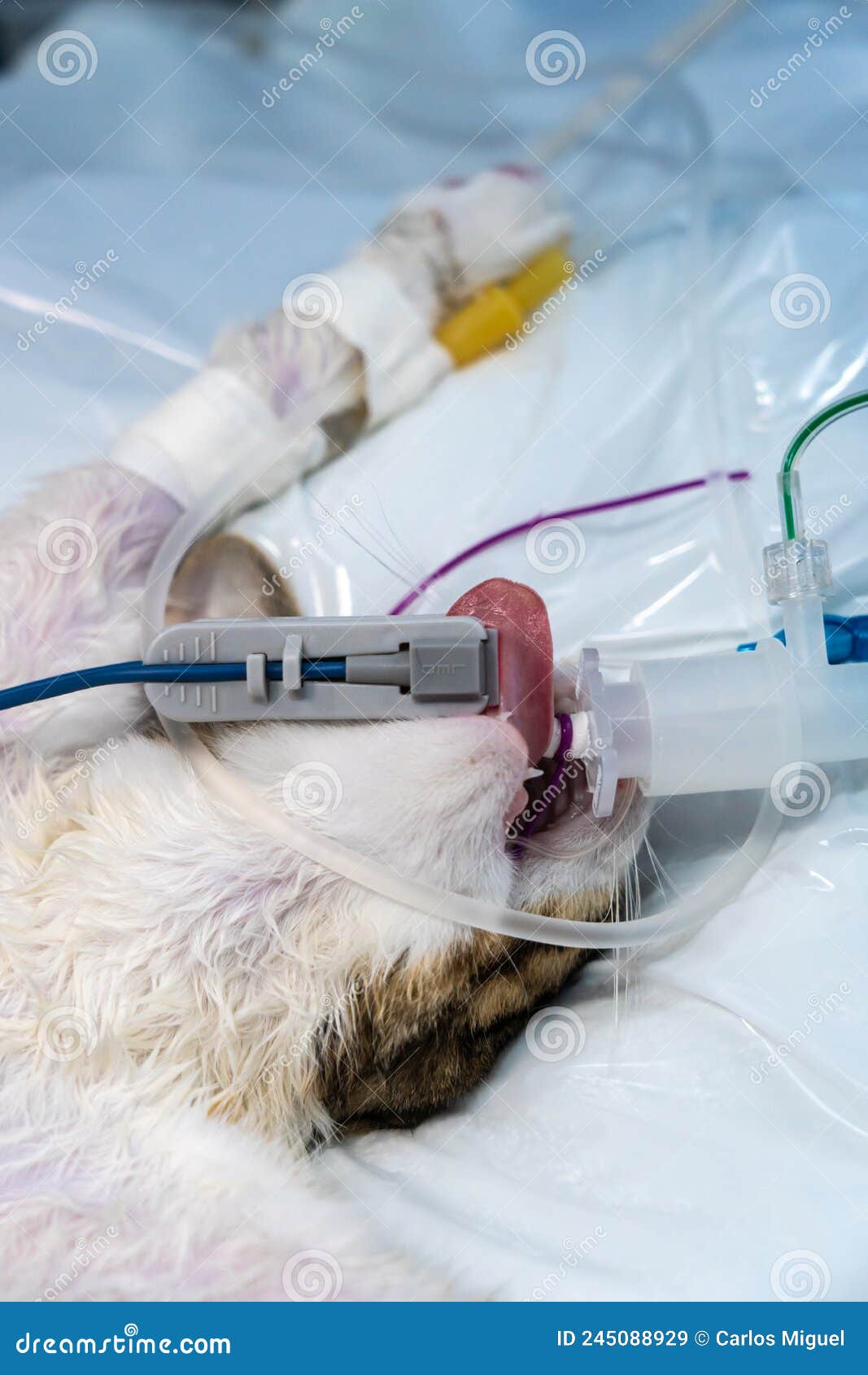 Endotracheal Intubation in a Sedated Cat Stock Image - Image of teeth ...