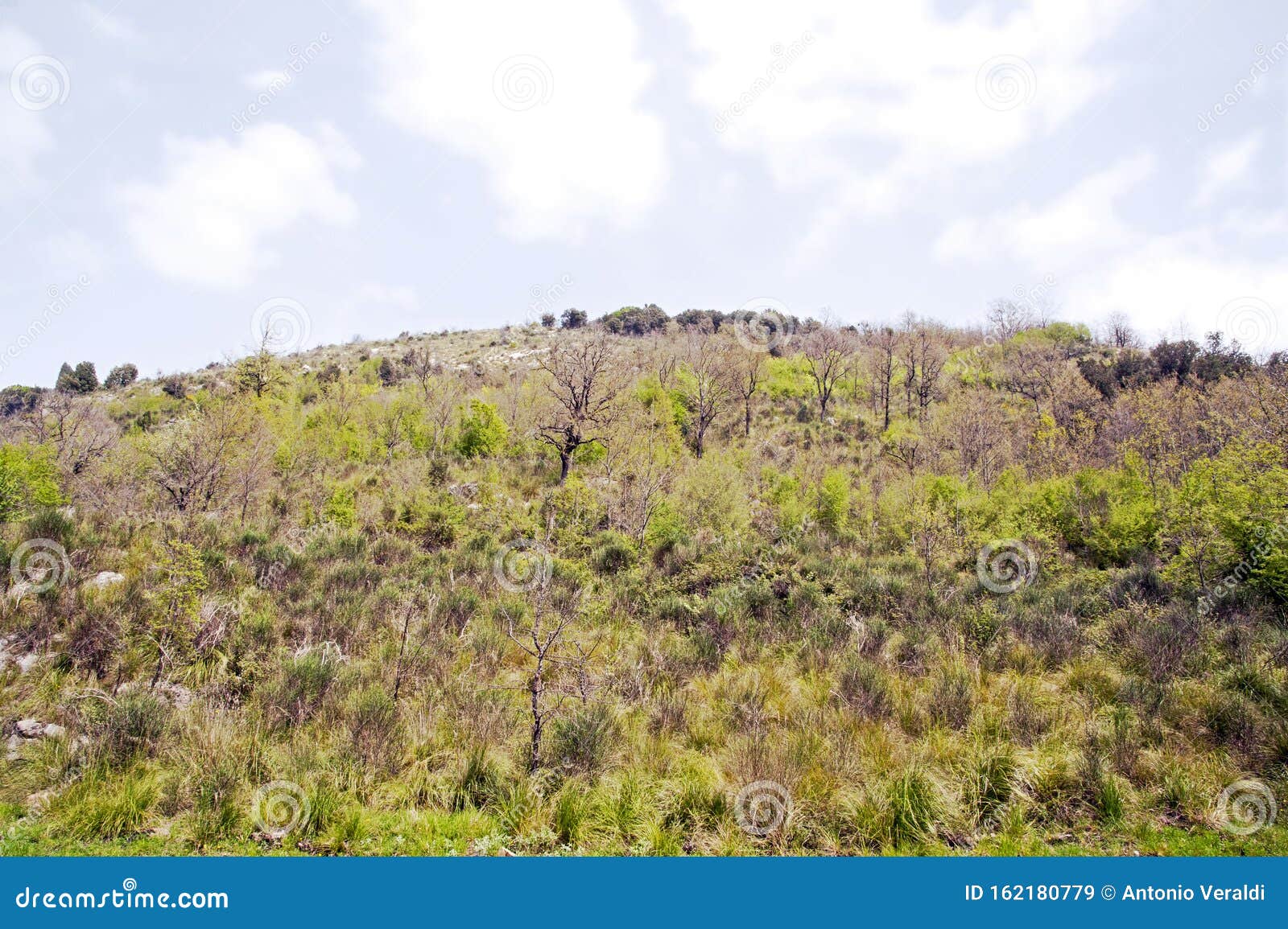 Mountaintop with the Sparse Forest. Stock Image - Image of hill ...
