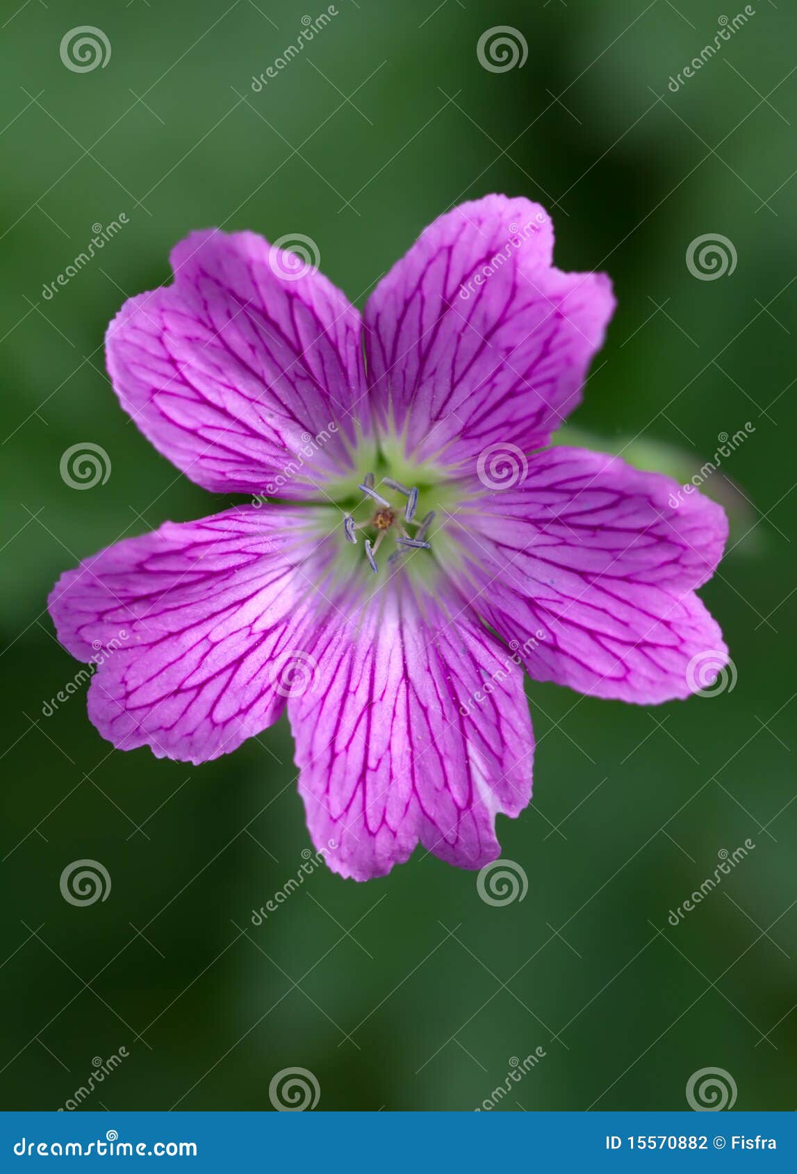 Endres cranesbill stock photo. Image of flourishing, botany - 15570882