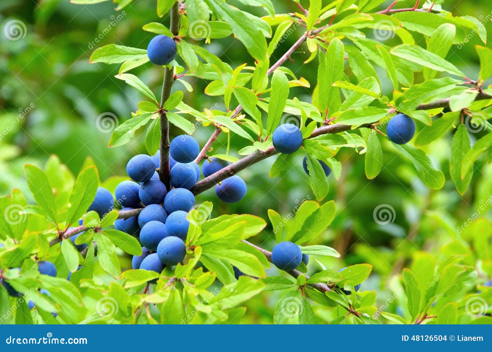 Endrino foto de archivo. Imagen de hoja, espina, azul - 48126504