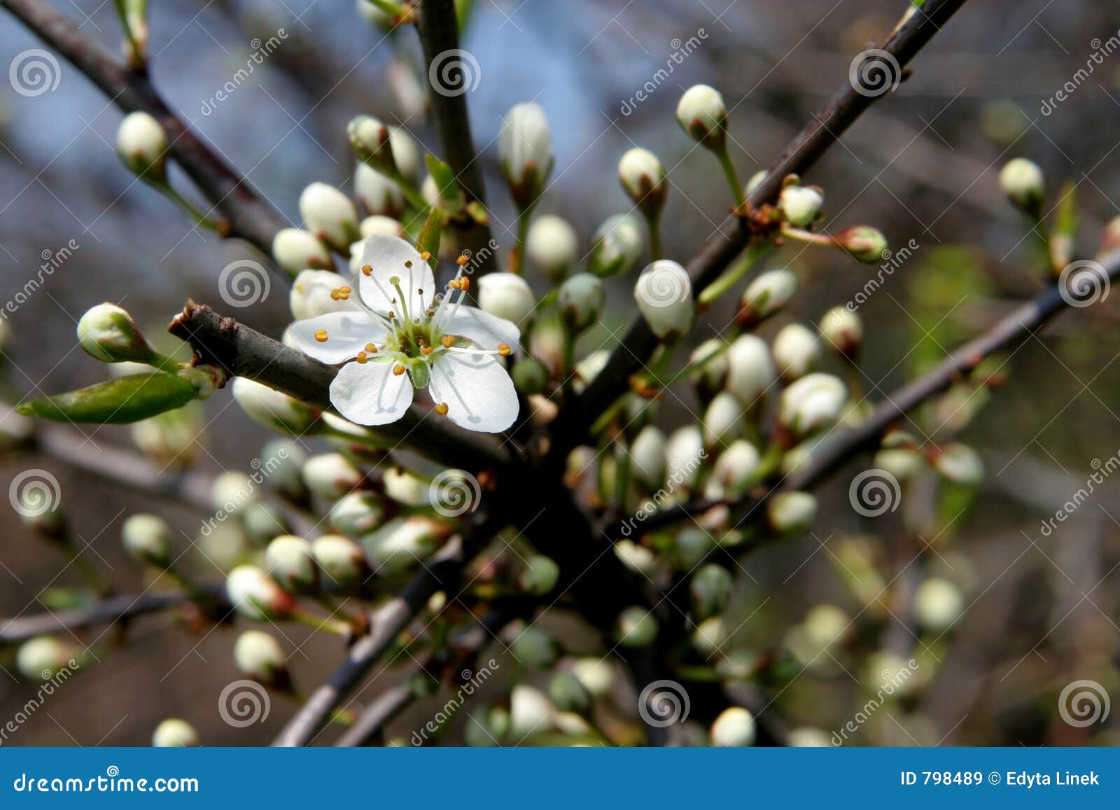 Endrino imagen de archivo. Imagen de macro, pétalo, wildflower - 798489