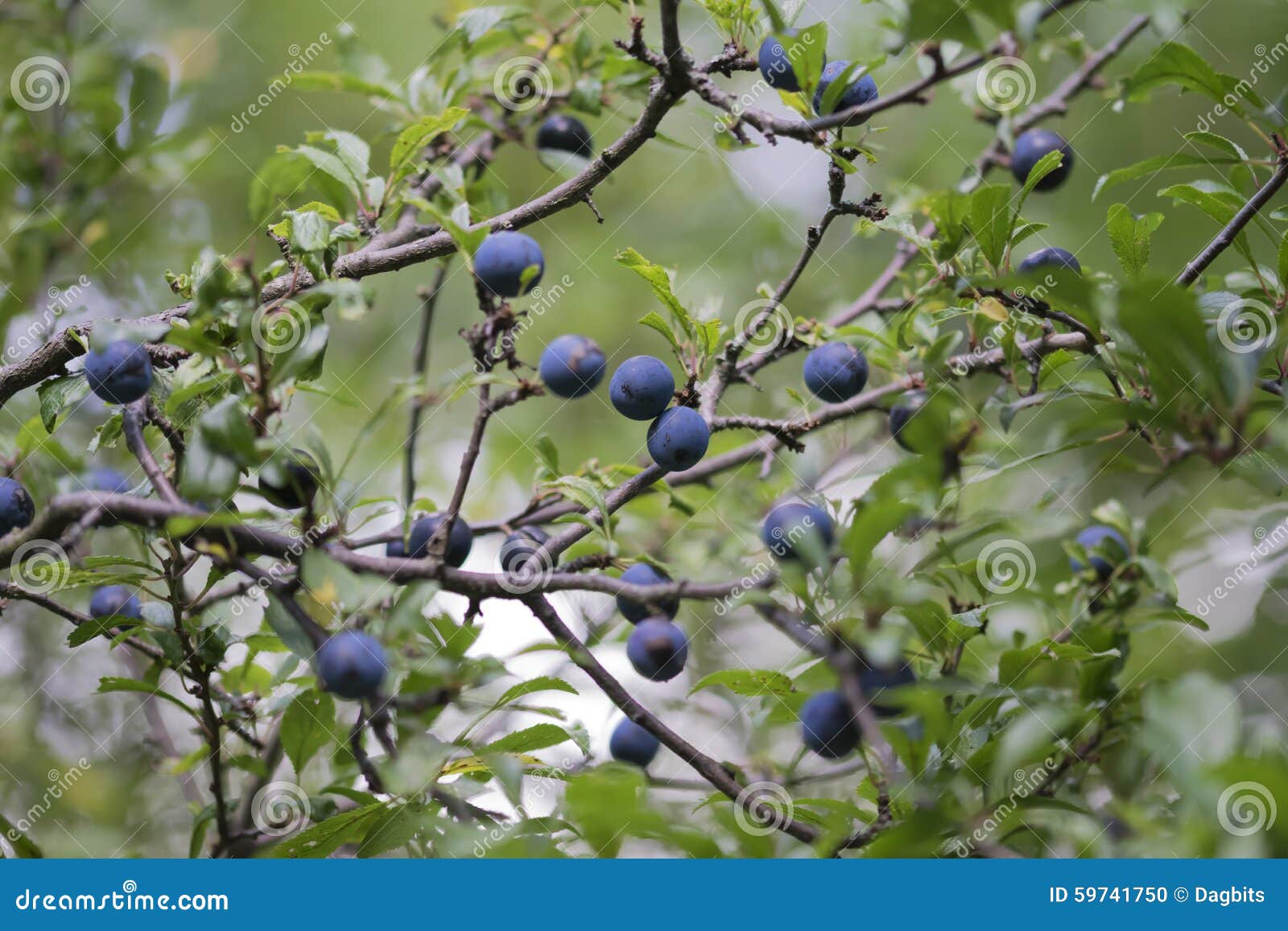 Endrino - Endrino, Spinosa Del Prunus Foto de archivo - Imagen de ...