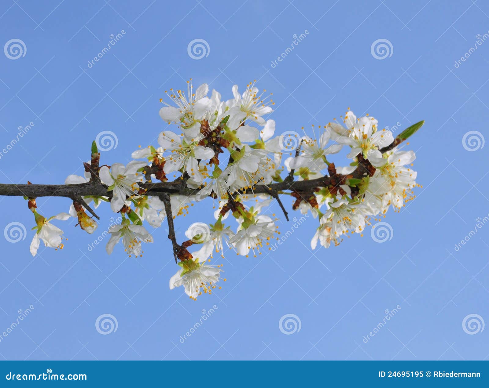 Endrino (spinosa Del Prunus) Imagen de archivo - Imagen de arbusto ...