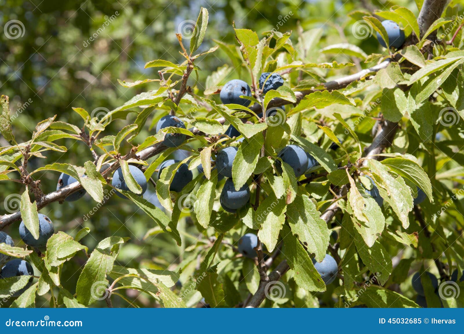 Endrino, Spinosa Del Prunus Imagen de archivo - Imagen de fruta, planta ...