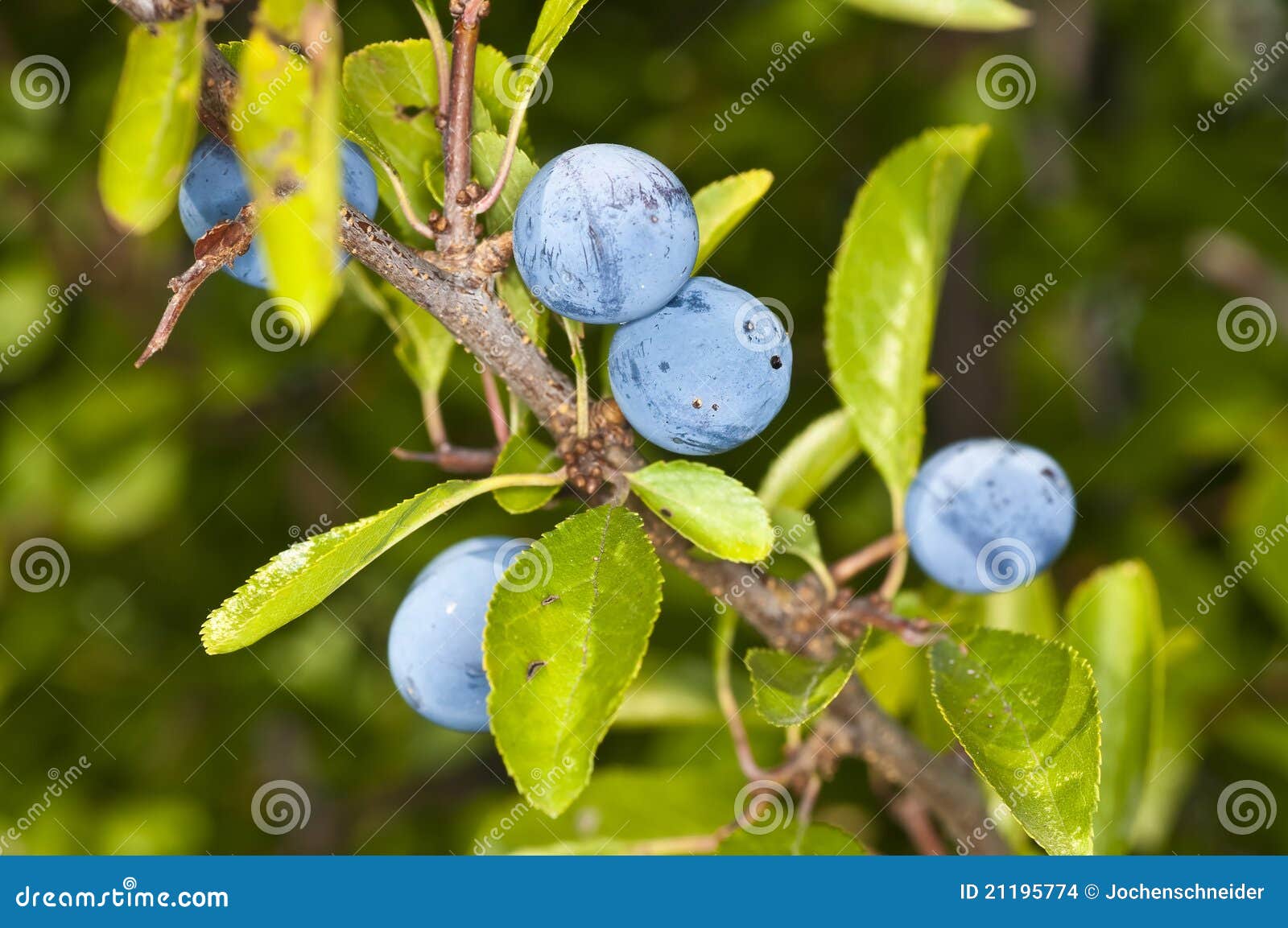 Endrino, Spinosus Del Prunus Foto de archivo - Imagen de fruta, espinas ...