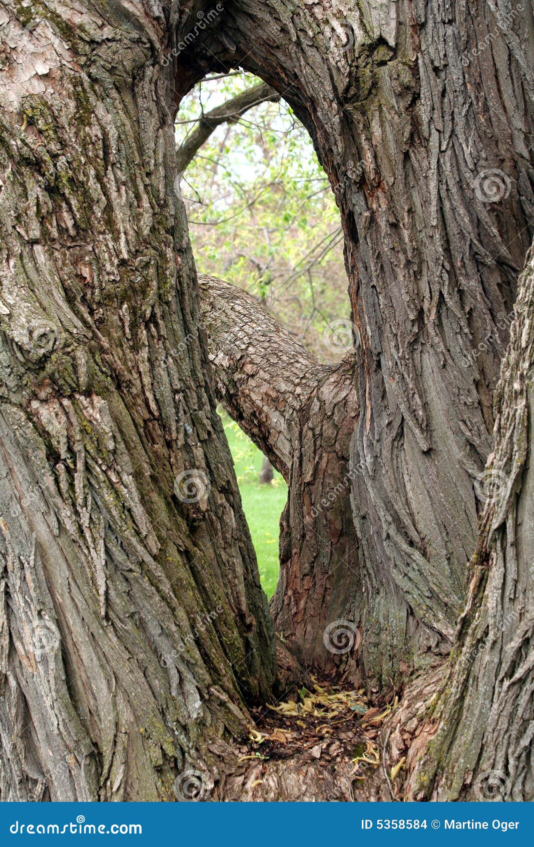 Endroit creux d'un arbre photo stock. Image du nature - 5358584