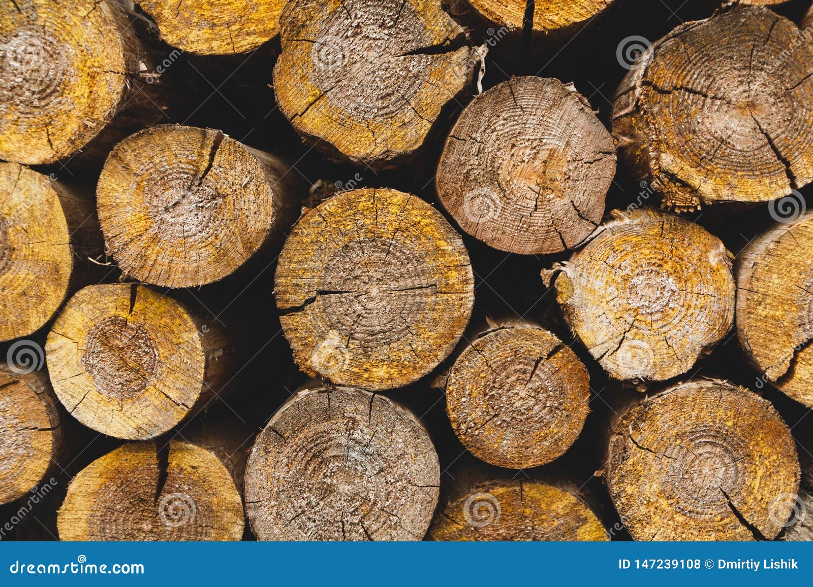 The Ends of a Stack of Cut Pine Logs Stock Photo - Image of industry ...