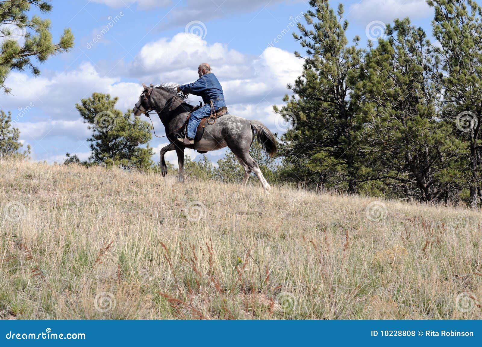 Endurance Ride Wild Horse Breed Stock Photo - Image of outdoors ...