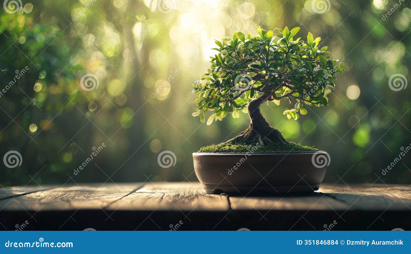 An Enduring Oak Bonsai Tree Adorned with Bright Green Leaves in a Rural ...