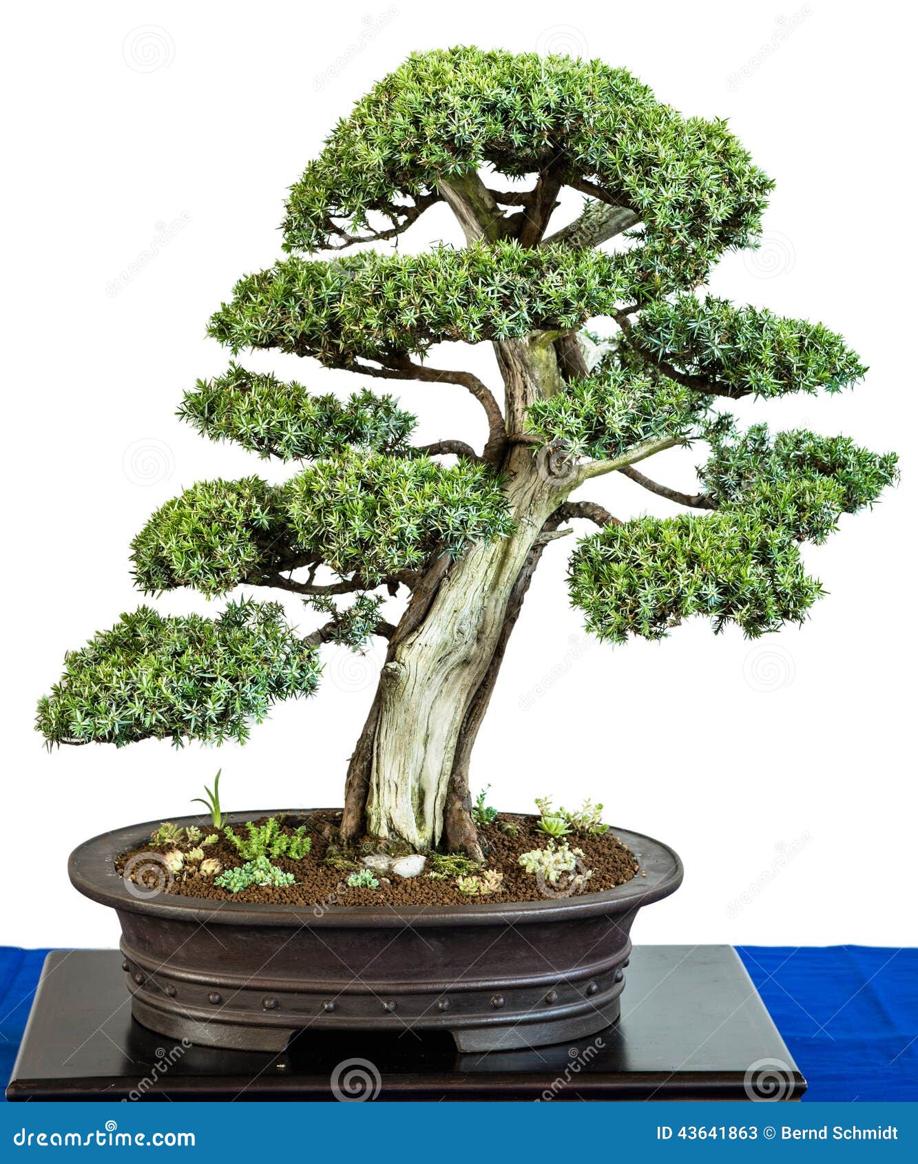 Enebro Común Como árbol De Los Bonsais Imagen de archivo - Imagen de ...