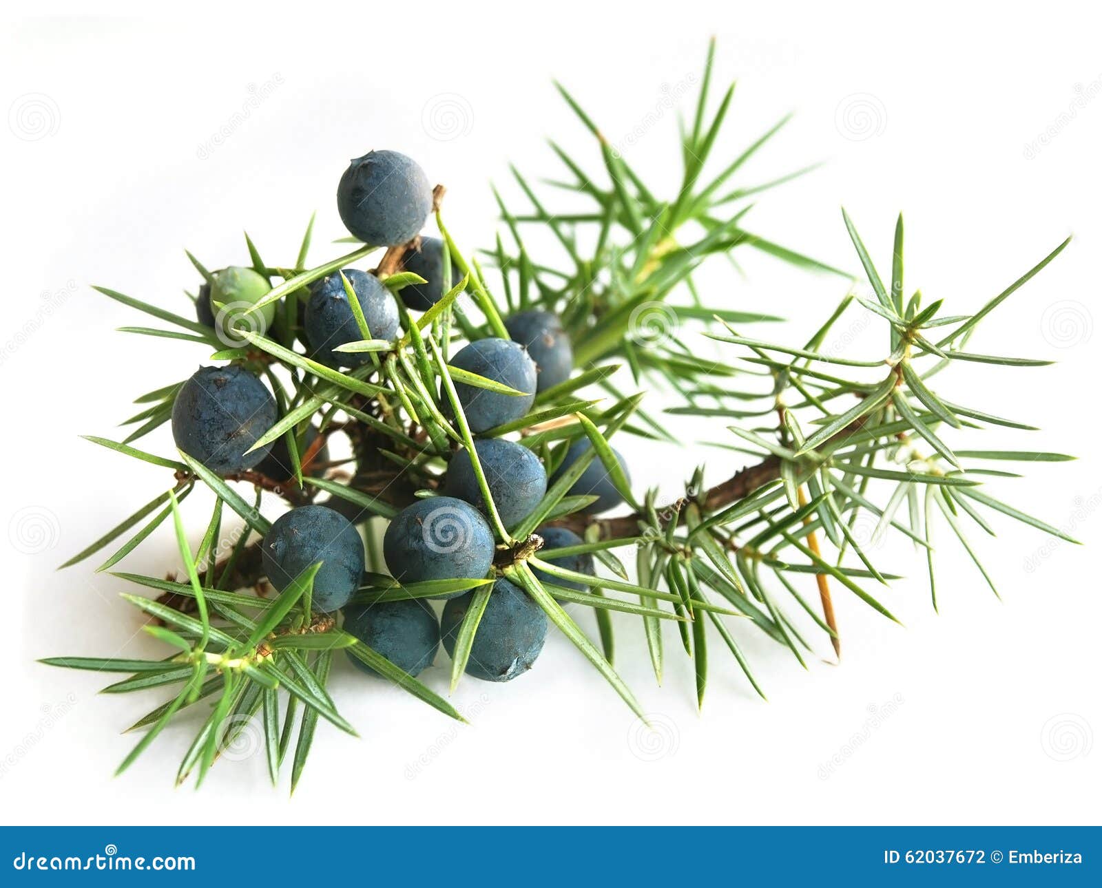 Enebro Común (Juniperus Communis) Foto de archivo - Imagen de culinario ...