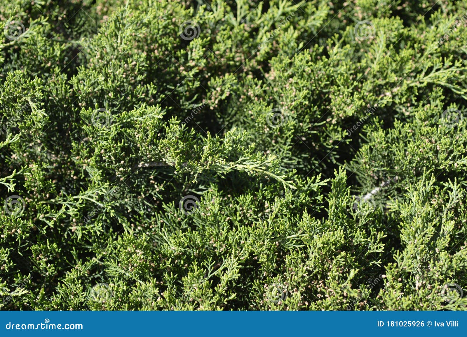 Enebro rastrero foto de archivo. Imagen de resorte, hoja - 181025926