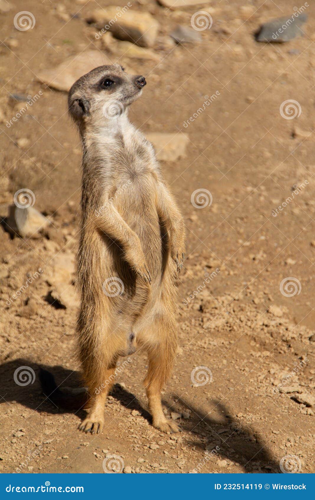 Enemy watching Meerkat stock image. Image of nature - 232514119