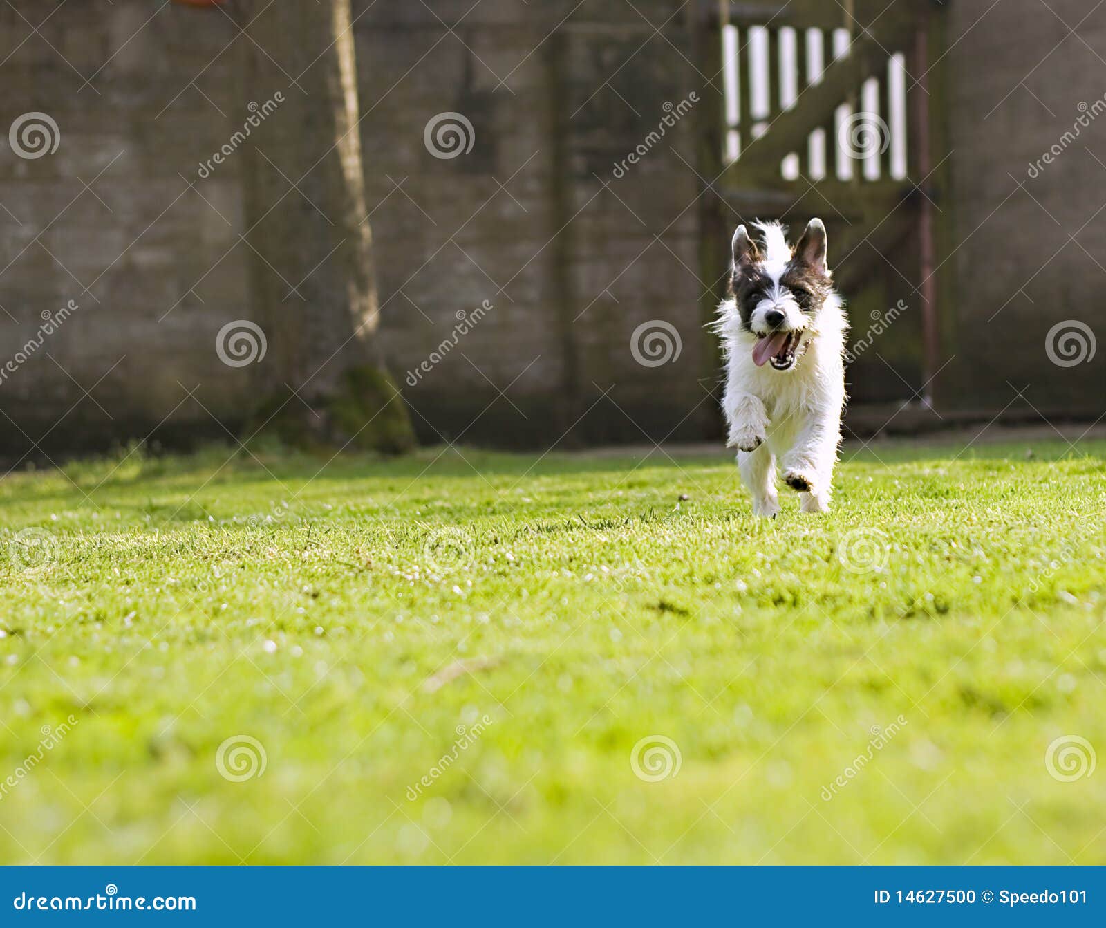 An Energetic Jack Russell Running Stock Photo - Image of doggy, action ...