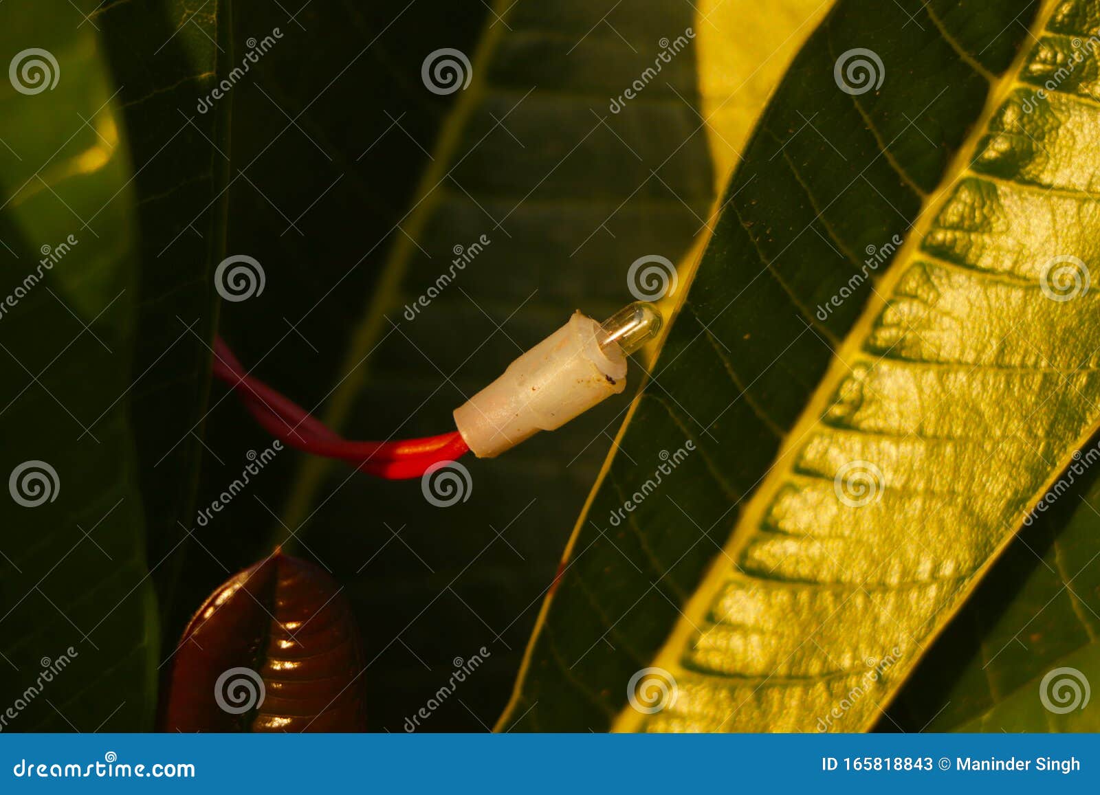 Light bulb and leaf. stock image. Image of punjab, bright - 165818843