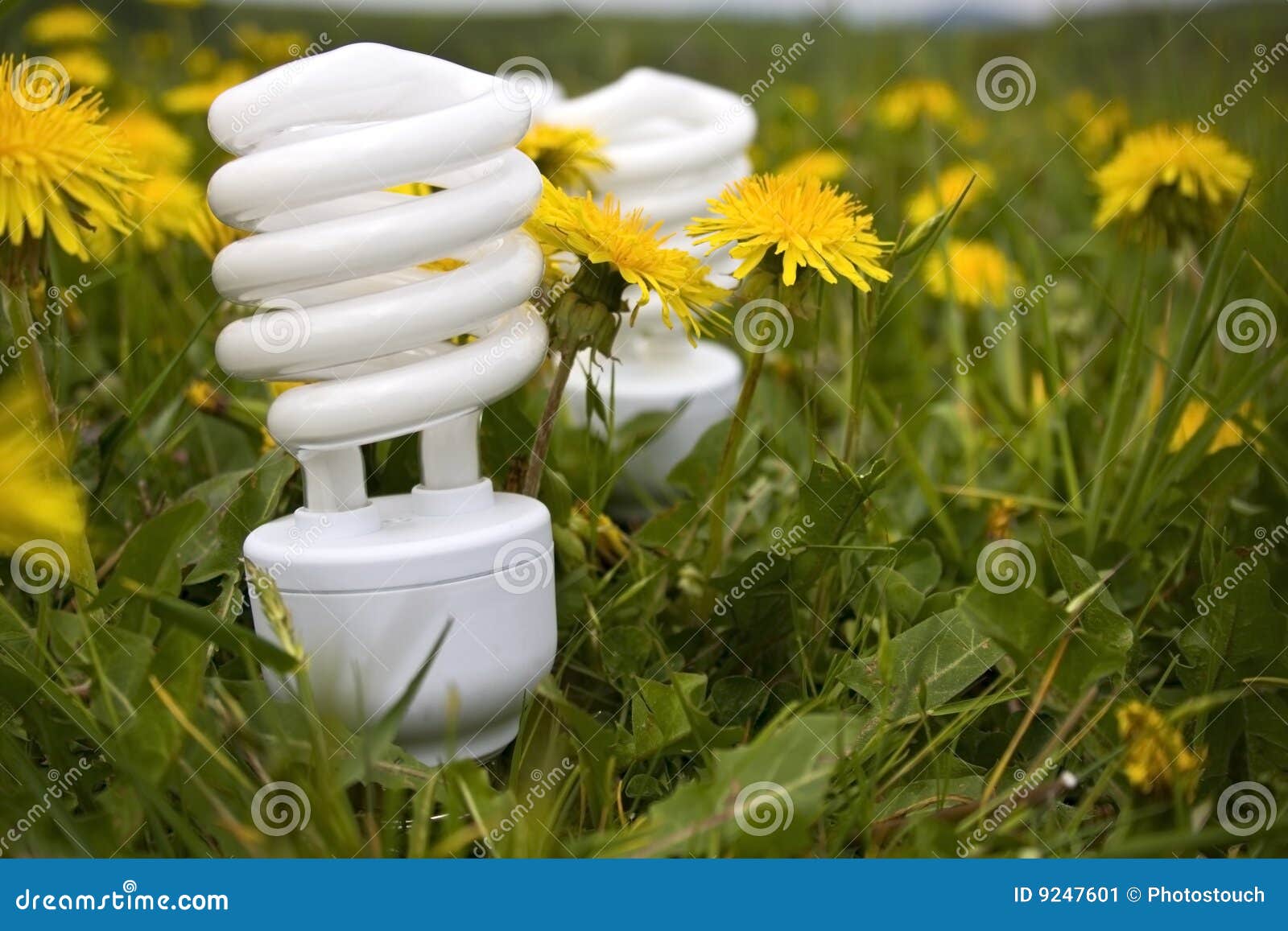 Energy Saving Bulbs on Dandelion Field Stock Image - Image of energy ...