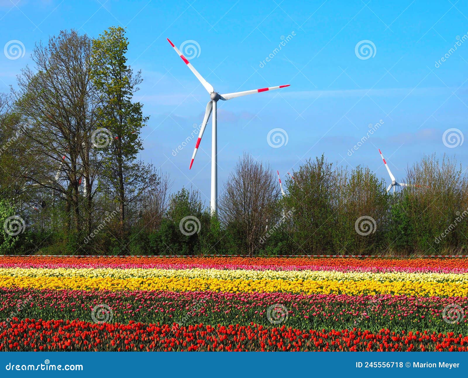 Wind Wheel with Blooming Tulip Fields Stock Photo - Image of flowers ...