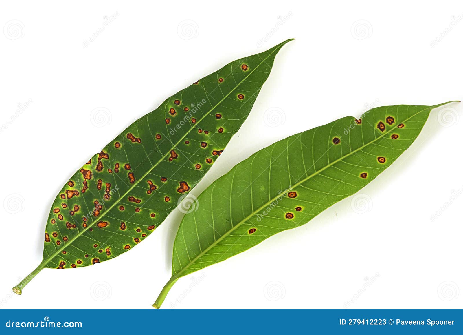 Enfermedad De Antracnosis En La Hoja De Mango Causada Por ... Enfermedad De Antracnosis En La Hoja De Mango Causada Por ...