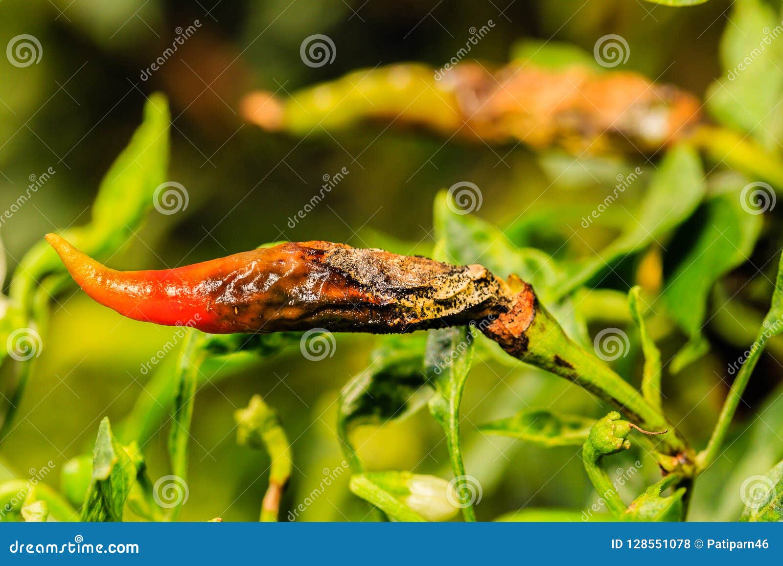 Enfermedad De La Antracnosis En Chiles Foto de archivo - Imagen de ...