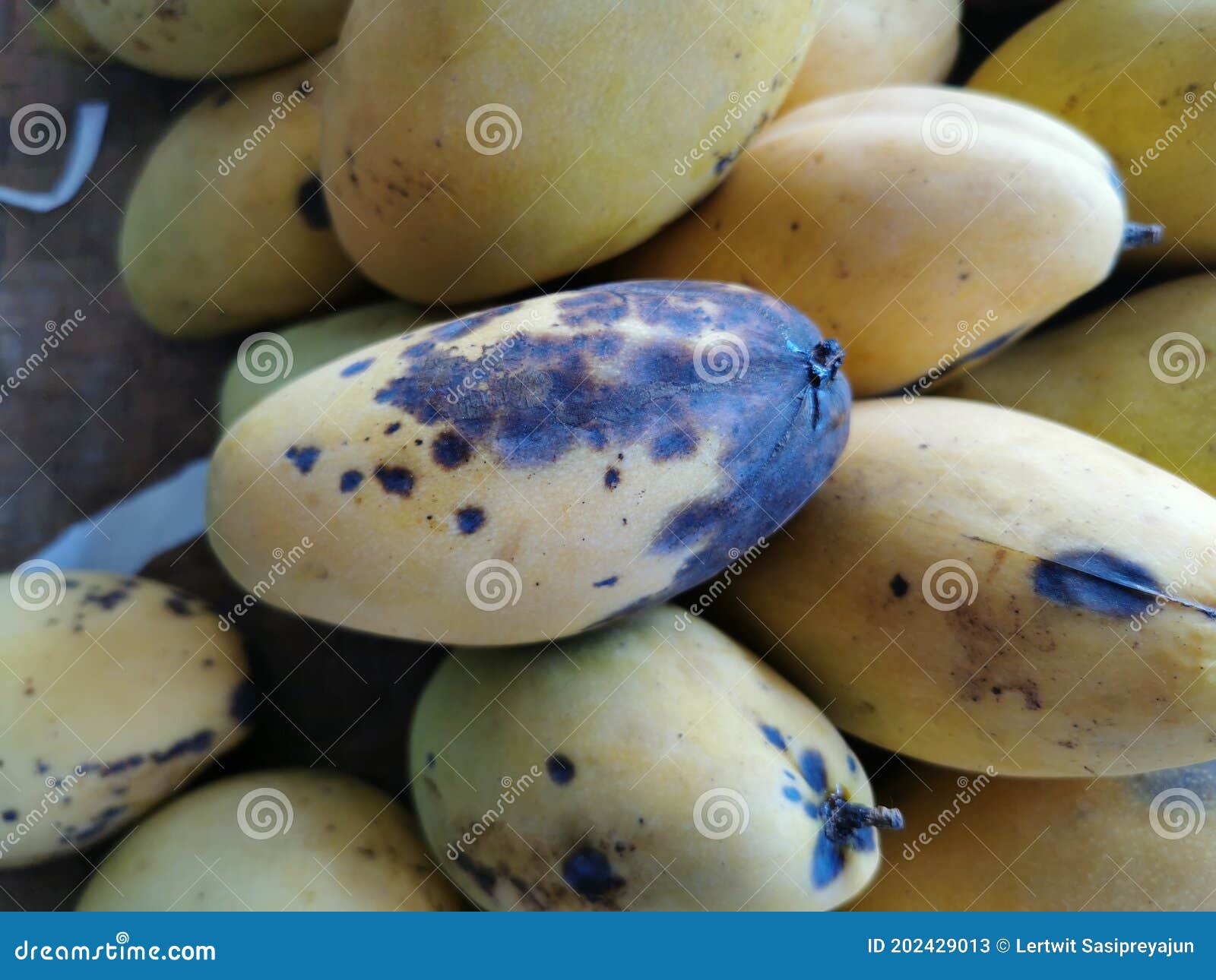 Enfermedad Vegetal Mango Fruta Podrida Imagen de archivo - Imagen de ...