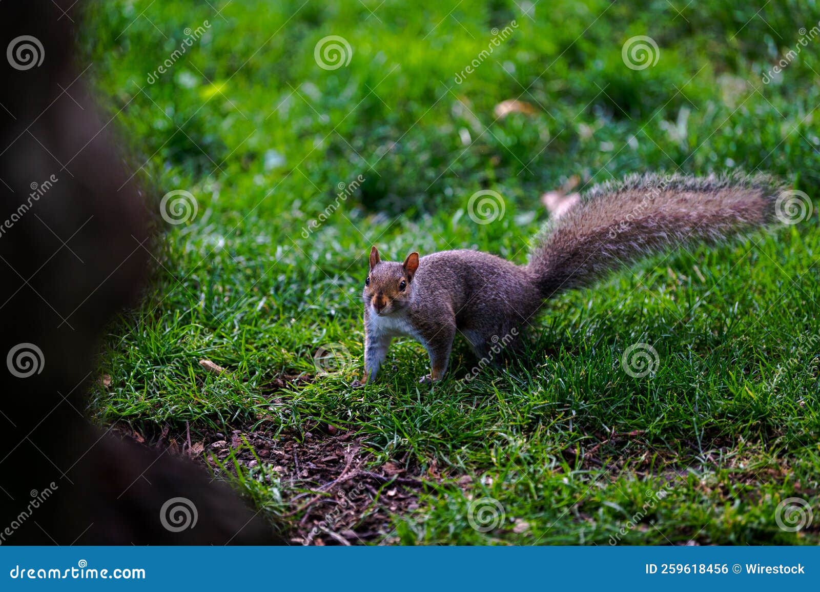Enfoque Poco Profundo De Una Ardilla En Un Pasto En Un Parque Foto de ...