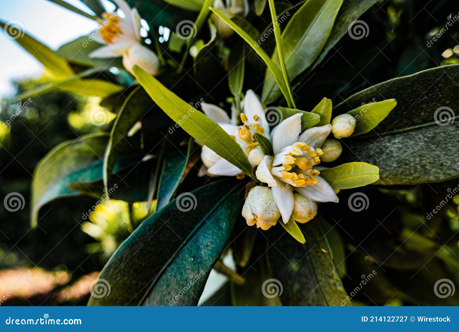 Enfoque Selectivo De Una Flor De Azahar Imagen de archivo - Imagen de ...