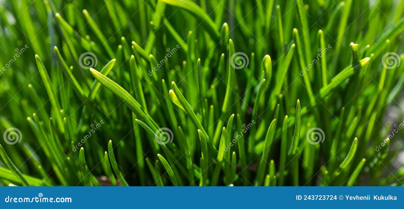 Enfoque Suave De Pasto Verde. Fondo Verde Foto de archivo - Imagen de ...