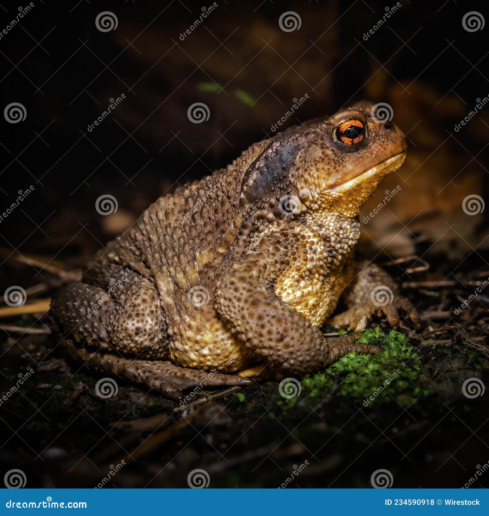 Enfoque Superficial De Un Sapo Foto de archivo - Imagen de fauna ...