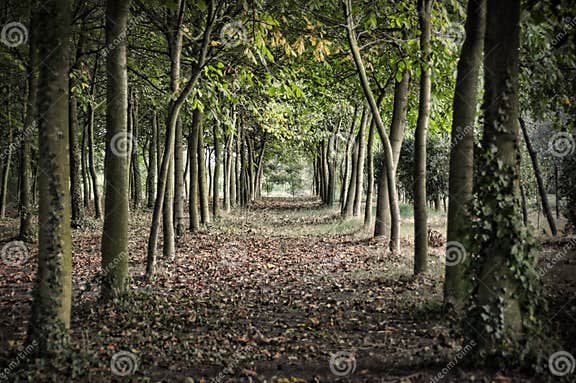 Eng bos stock afbeelding. Image of boom, gevoerd, ontzag - 12846763