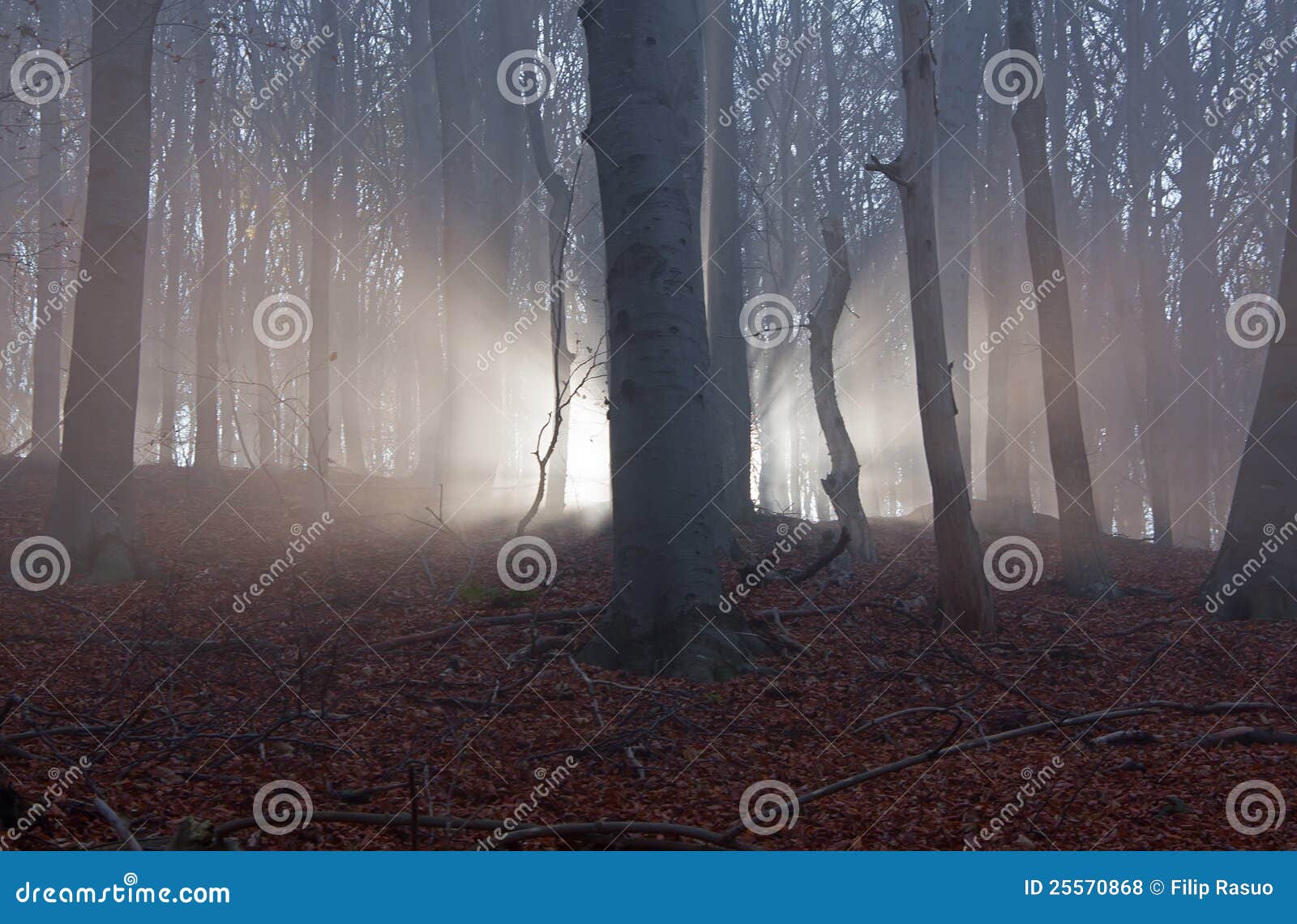 Eng bos stock foto. Image of openlucht, nave, najaar - 25570868