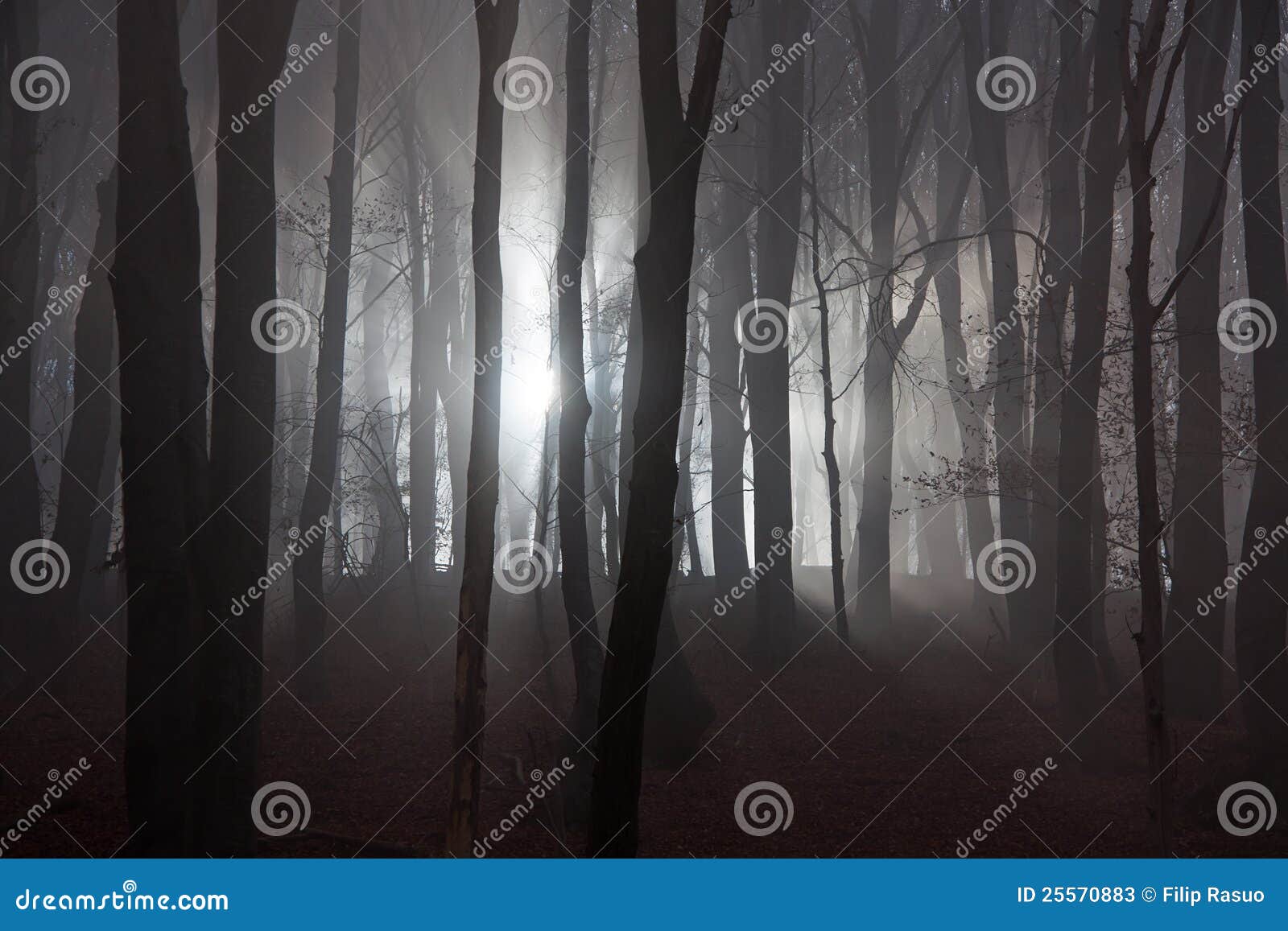 Eng bos stock afbeelding. Image of geheimzinnig, gebied - 25570883