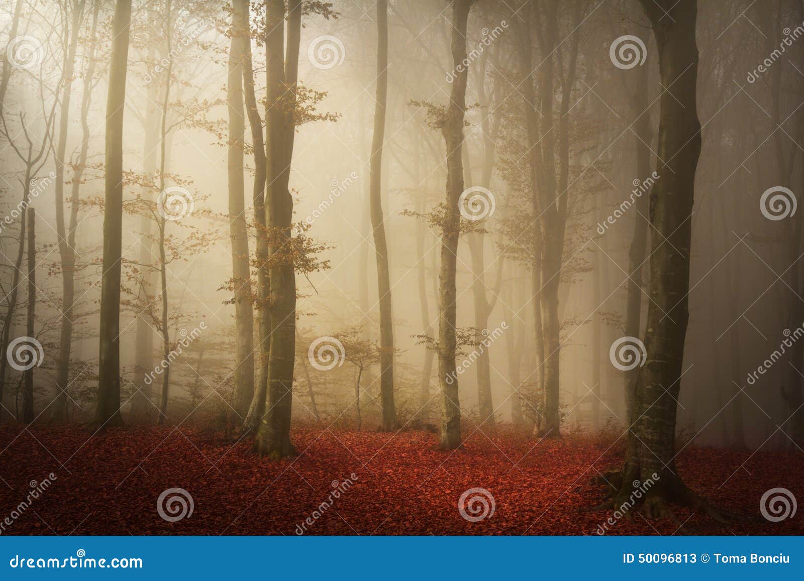 Eng fogy bos stock afbeelding. Image of stemming, blauw - 50096813