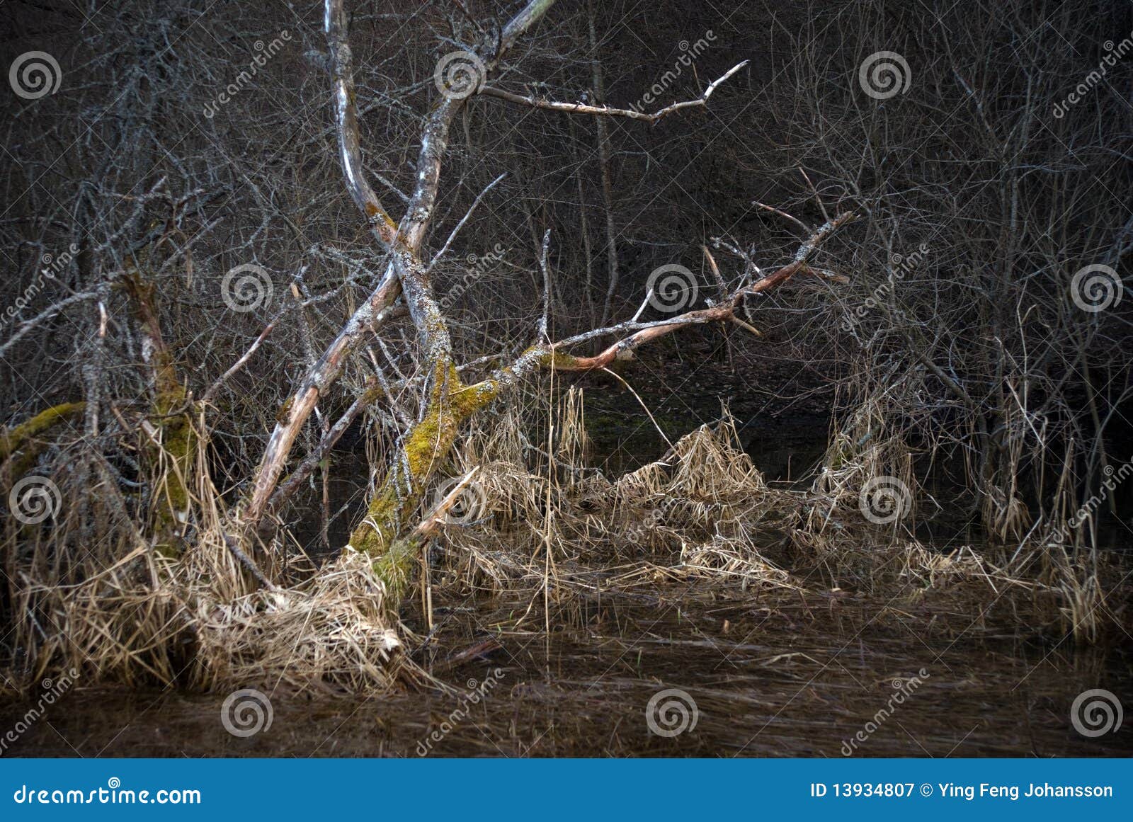 Eng Landschap Met Dode Boom Stock Afbeelding - Image of mysticus ...