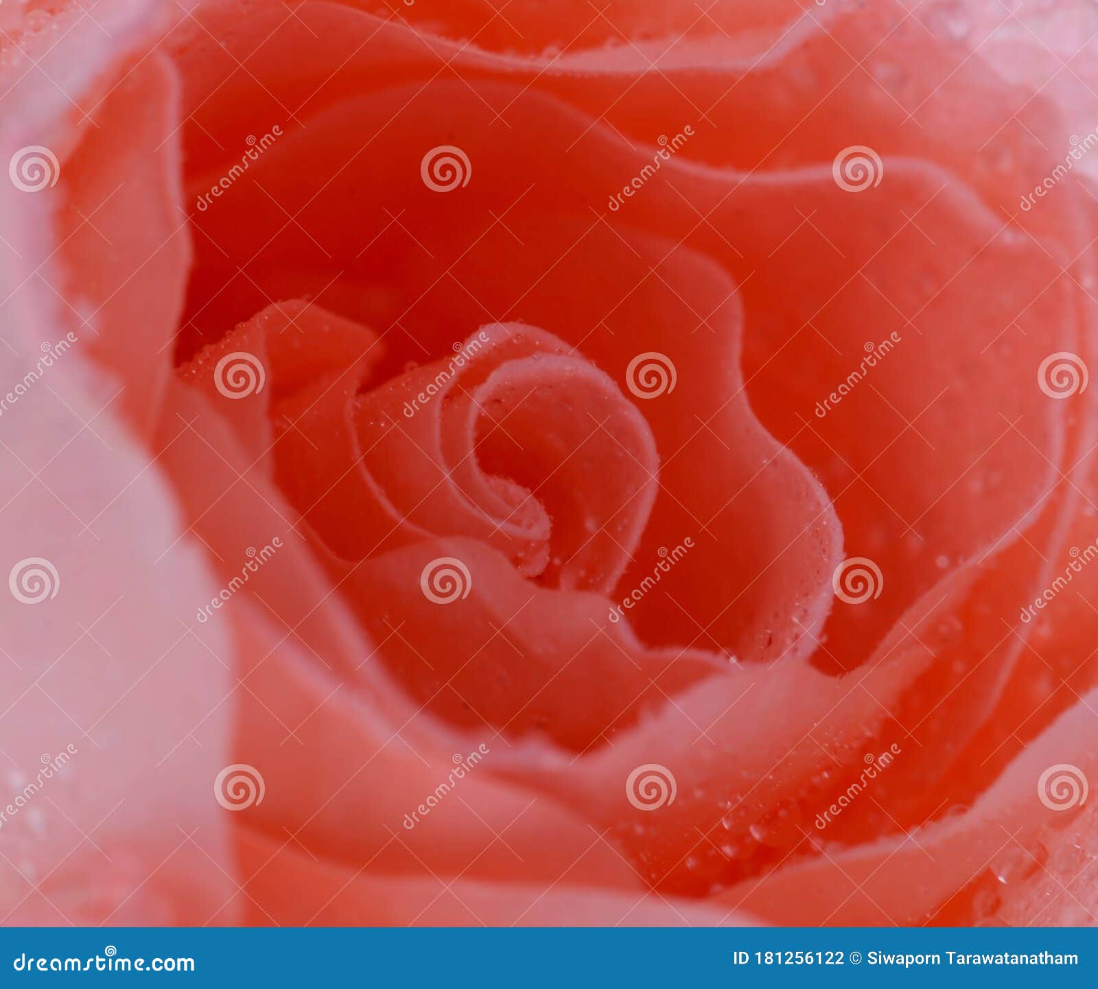 Eng oben Makro einer Rose stockfoto. Bild von neigung - 181256122