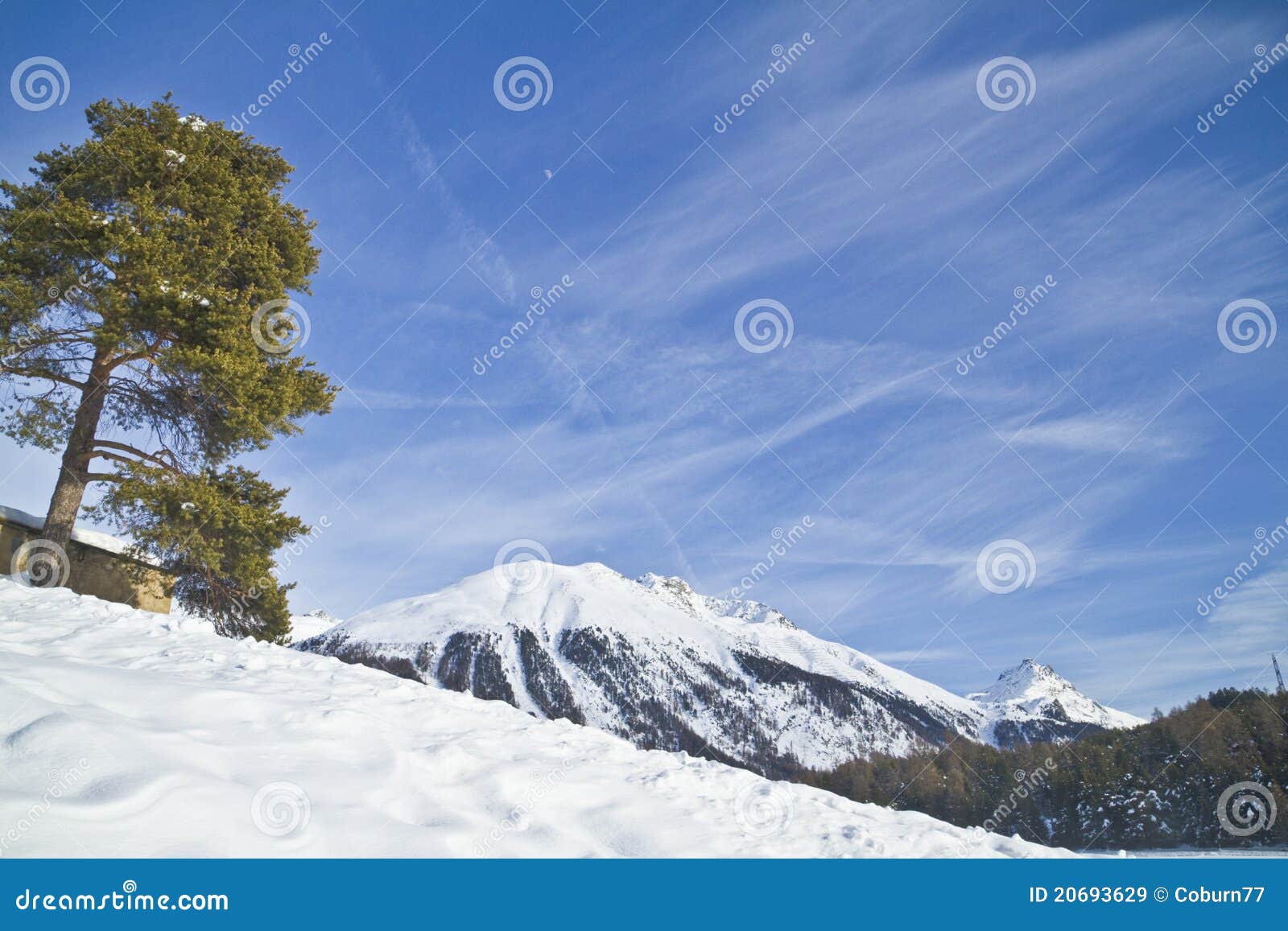 Engadina - Switzerland stock image. Image of tree, drive - 20693629