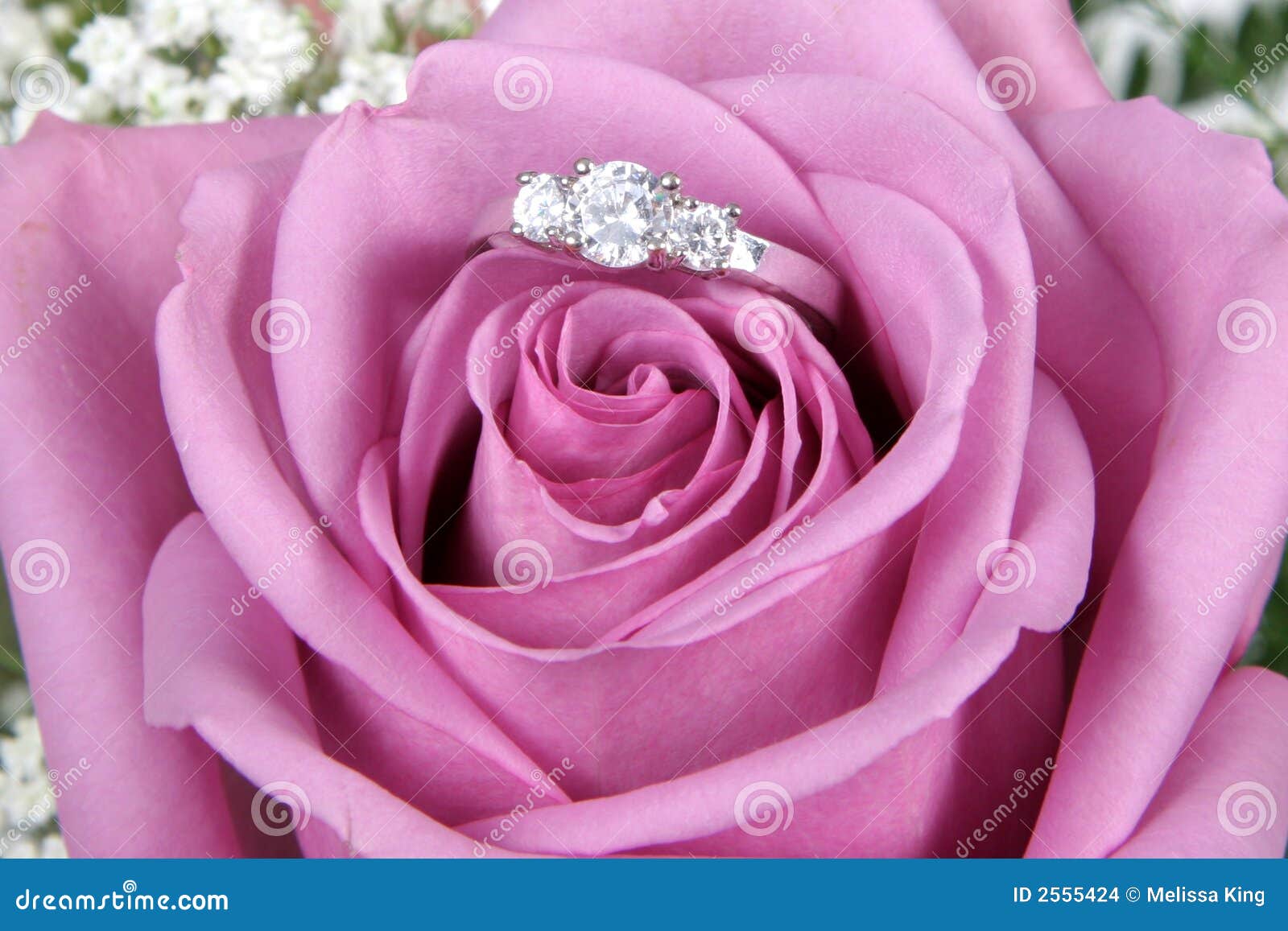 Engagement Ring in Pink Rose Stock Photo - Image of couple, jewel: 2555424